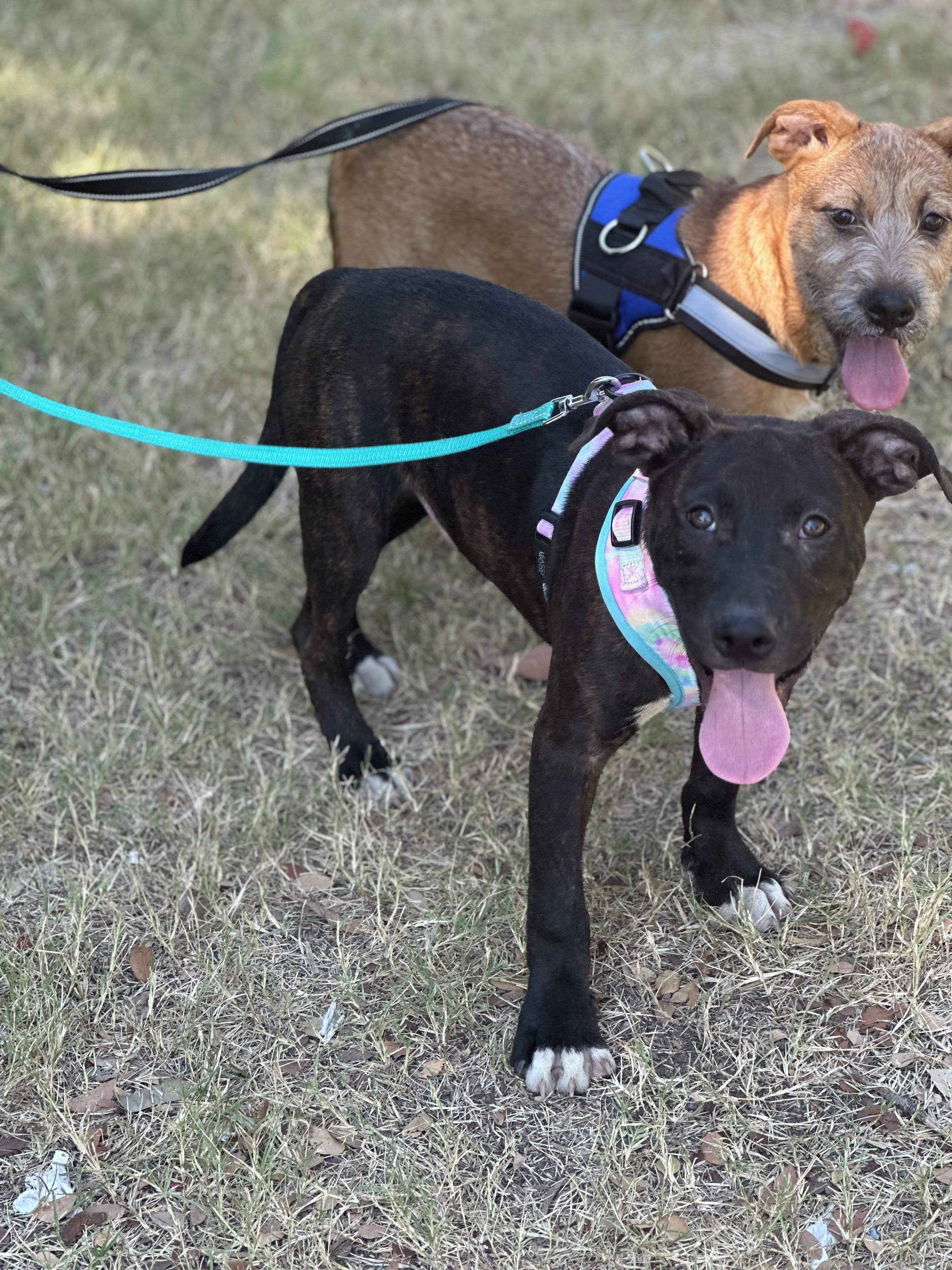 Dog for adoption - Ace, a Labrador Retriever Mix in Hamilton Township ...