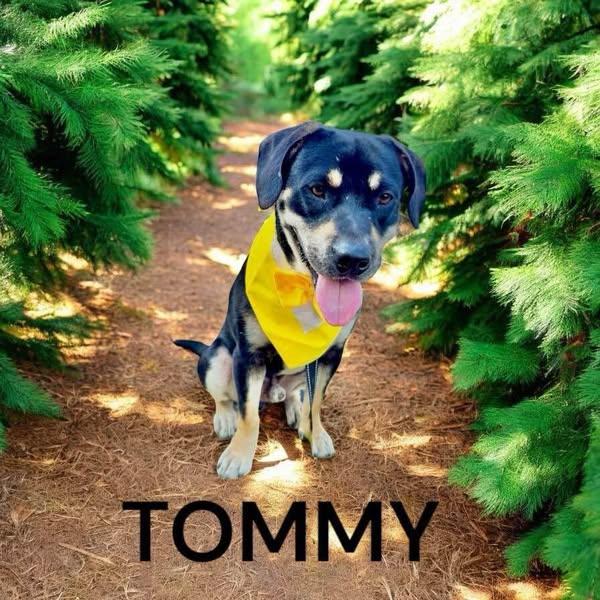 Dog for adoption - Tommy, a Rottweiler Mix in Slippery Rock, PA | Petfinder