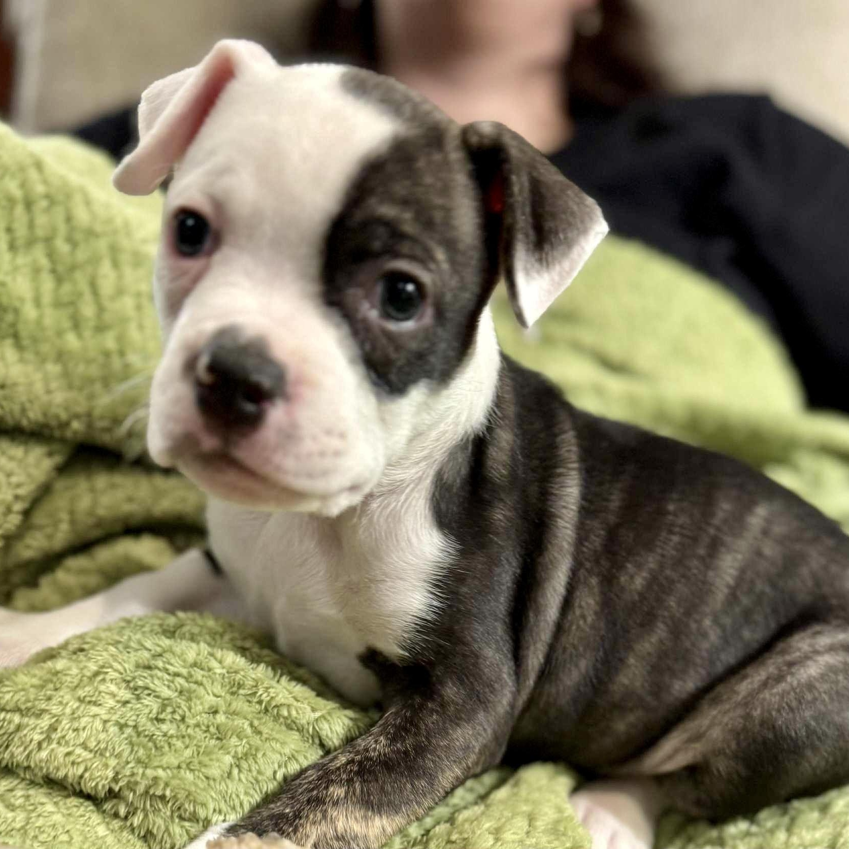 Dog for adoption - Ella Langley, a Pit Bull Terrier & Boxer Mix in O ...