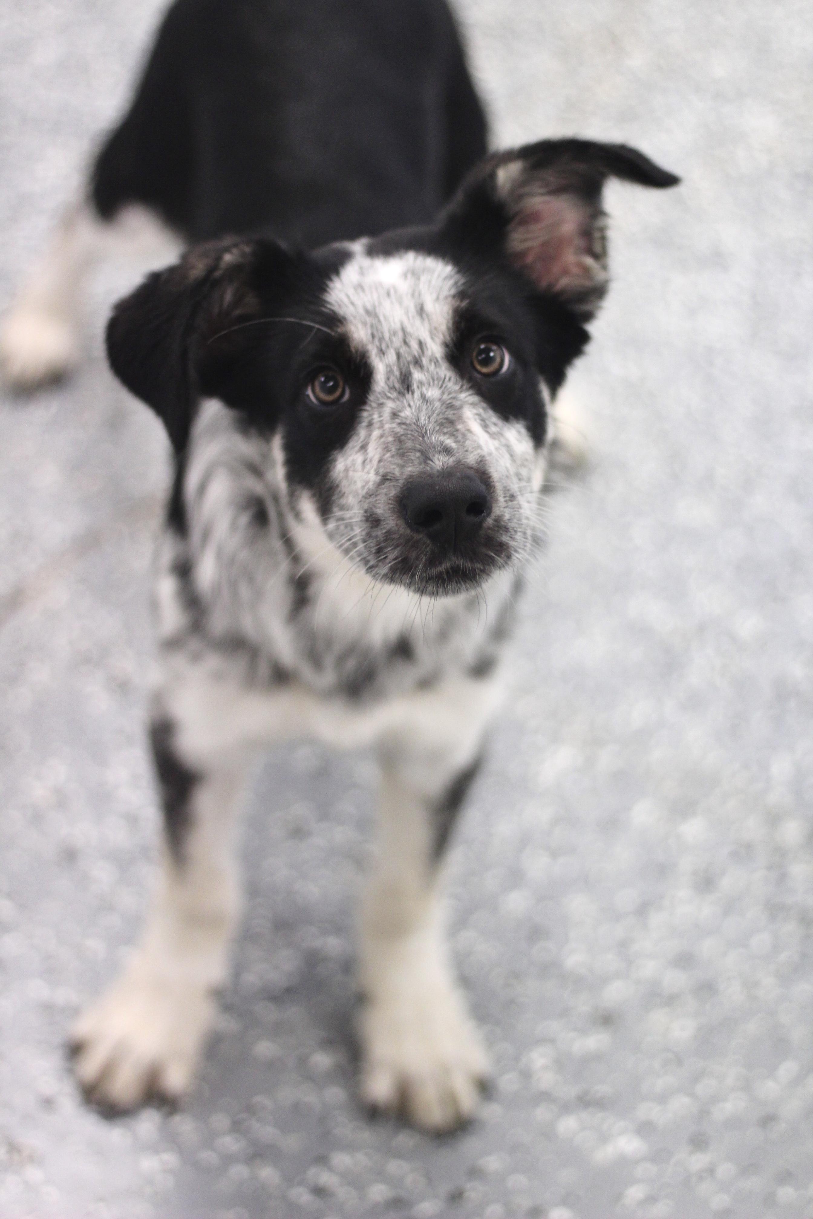Pippi in NH! Come Meet our Adoptable Dogs Wednesday-Saturday. More info ...