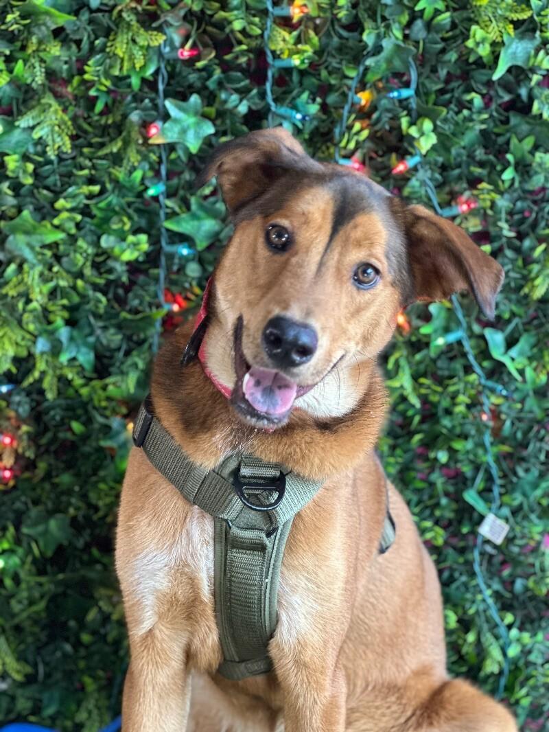Dog for adoption - Sonic, a Rhodesian Ridgeback & German Pinscher Mix ...