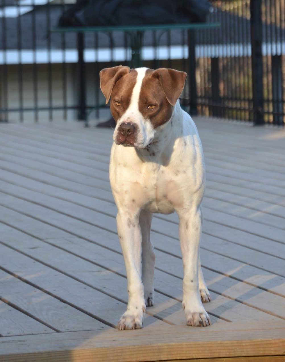 Dog for adoption - Charlie low fee, a German Shorthaired Pointer ...