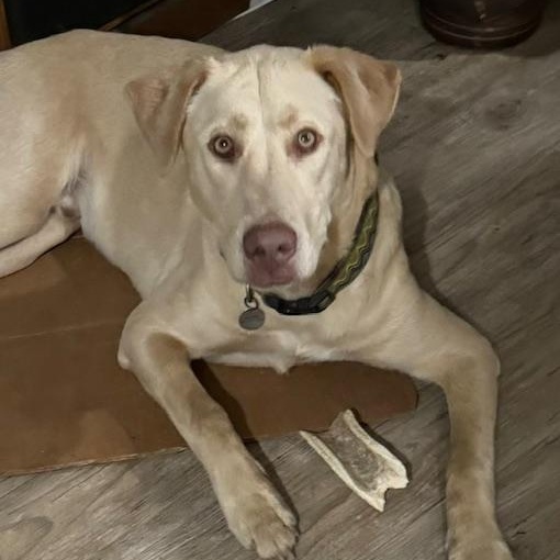 Dog for adoption - Meet Rolly – The Goofy and Loving Lab Mix!, a ...