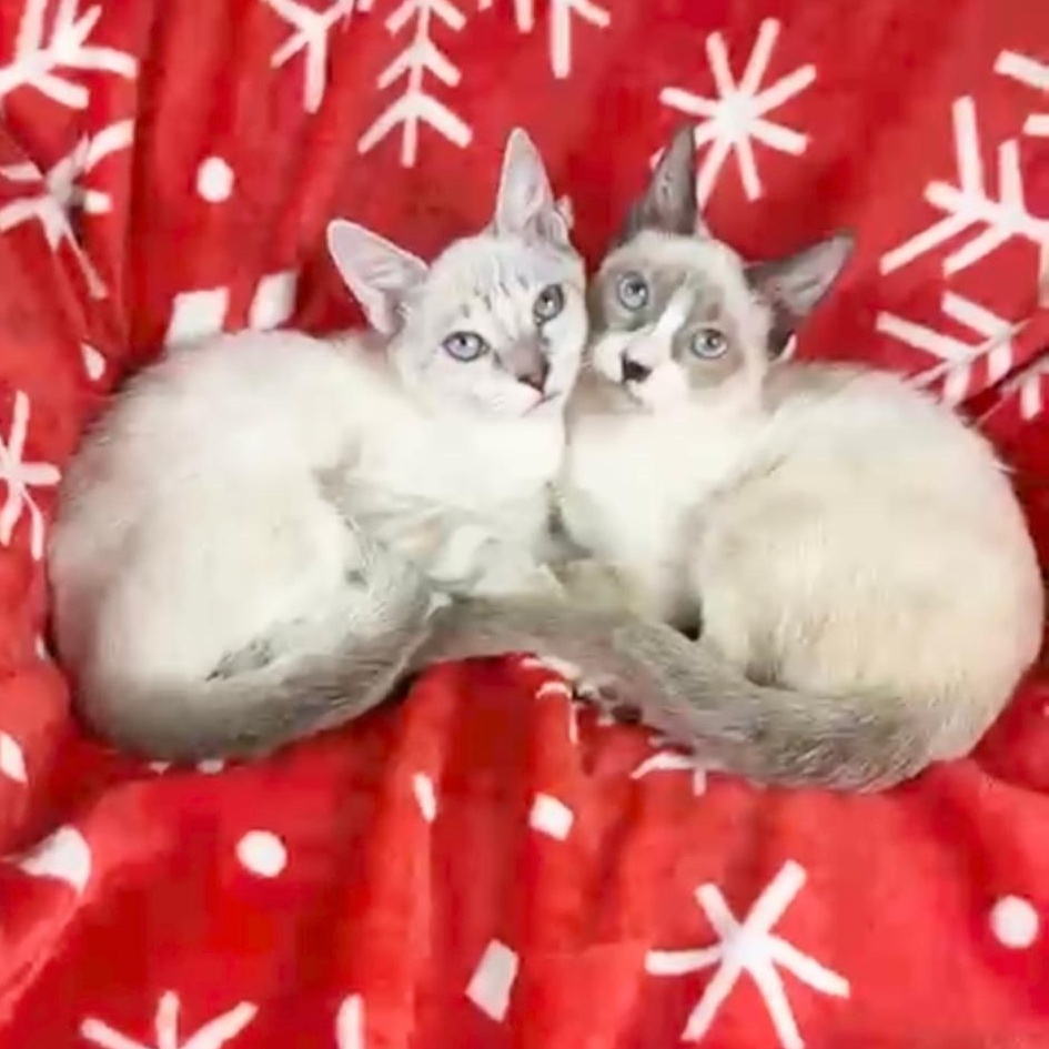 Cat for adoption - Kiki and Lola, a Siamese in Worcester, MA | Petfinder