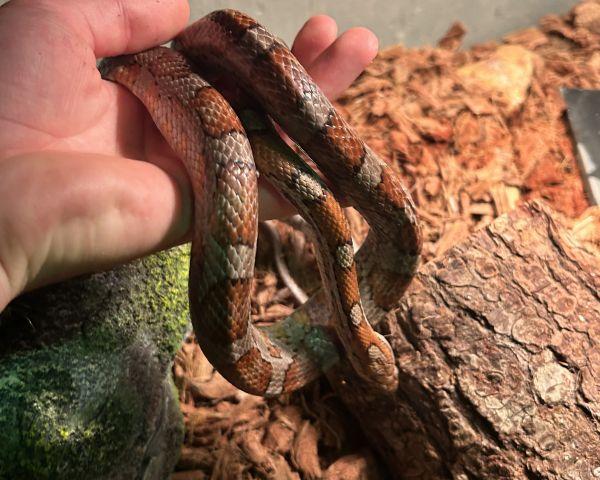 Snake for adoption - Sally - Corn Snake, a Corn / Rat in Greenfield, WI ...