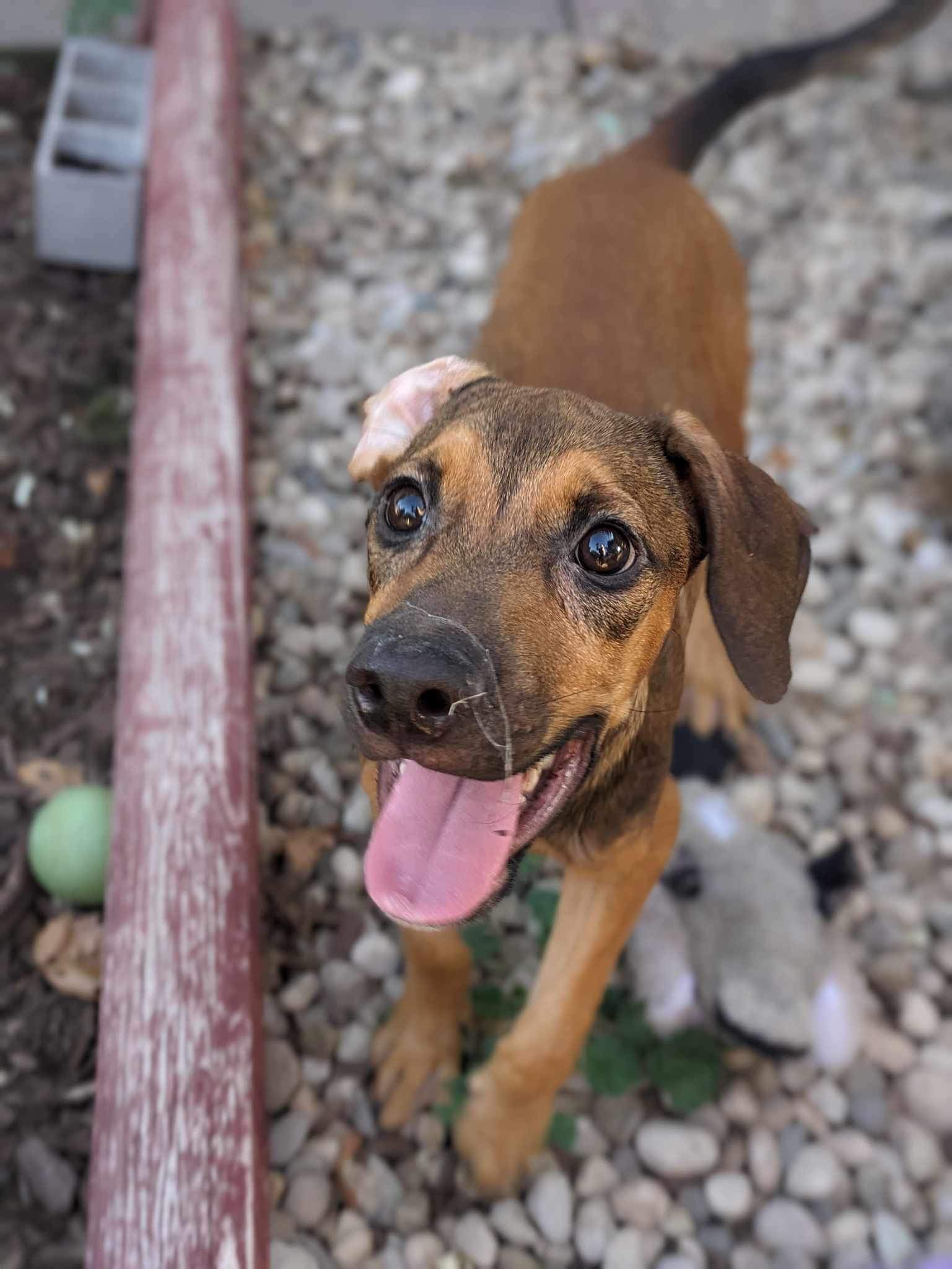 Dog for adoption - Gumpy, a Rhodesian Ridgeback Mix in Portland, OR ...