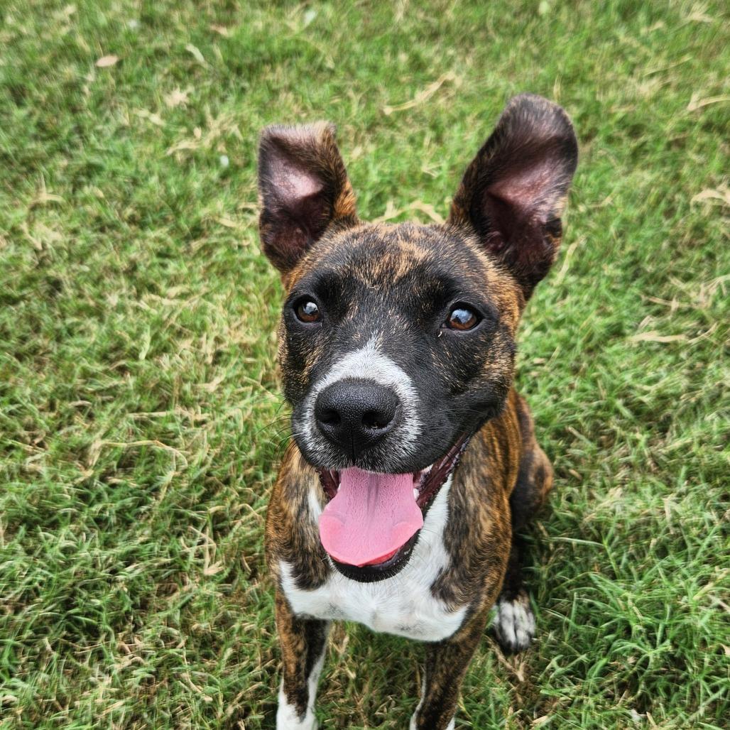 Dog for adoption - Poppy JuM, a Boxer Mix in Renton, WA | Petfinder