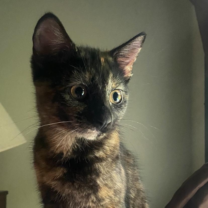 Cat for adoption - Astra, a Domestic Medium Hair in Albany, NY | Petfinder