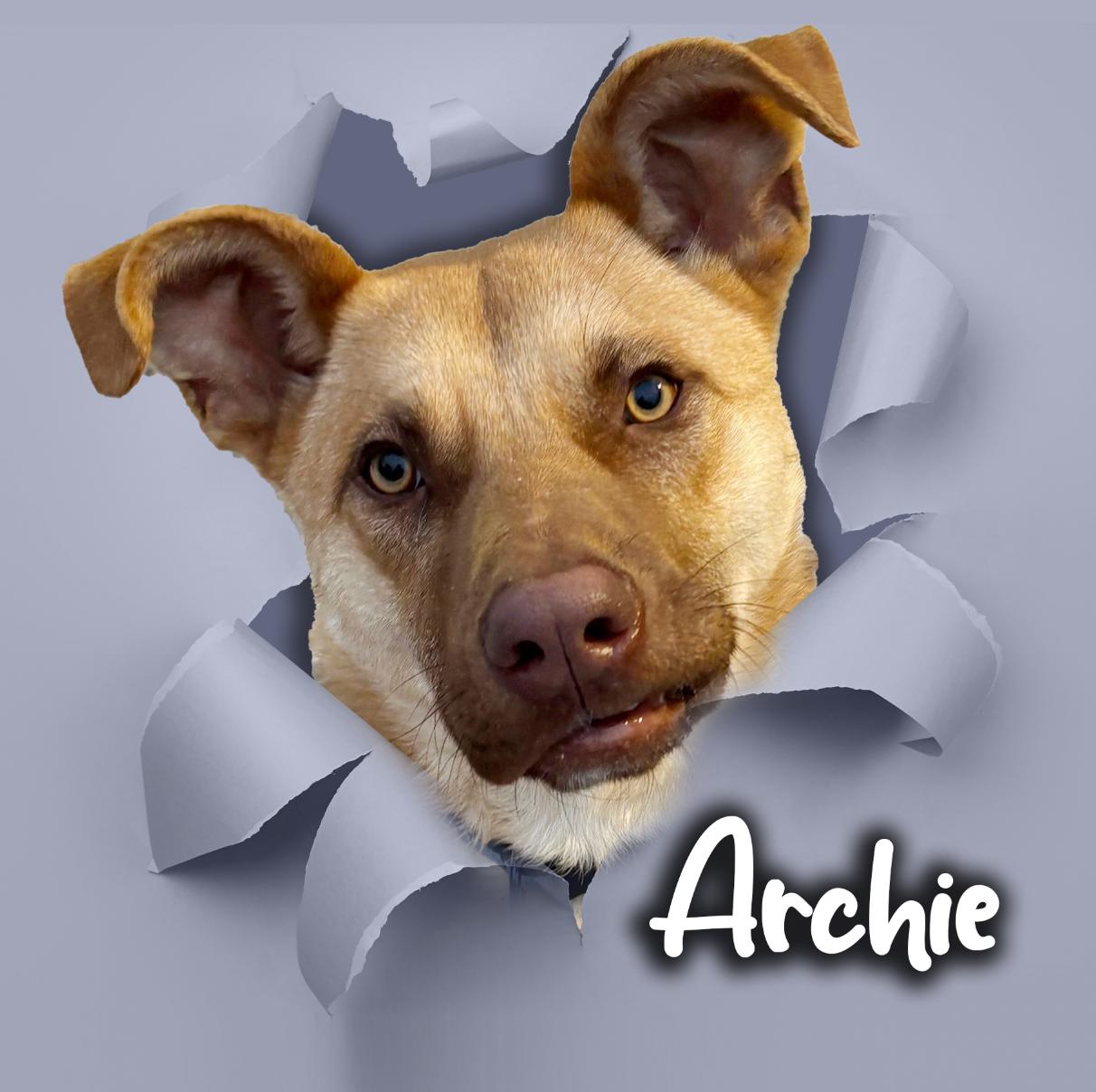 Dog for adoption - Archie, a Shepherd in Newfoundland, PA | Petfinder