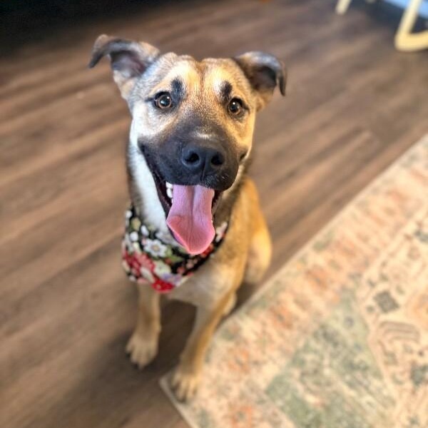 Dog for adoption - Topaz Plops for Love, a Shepherd & German Shepherd ...