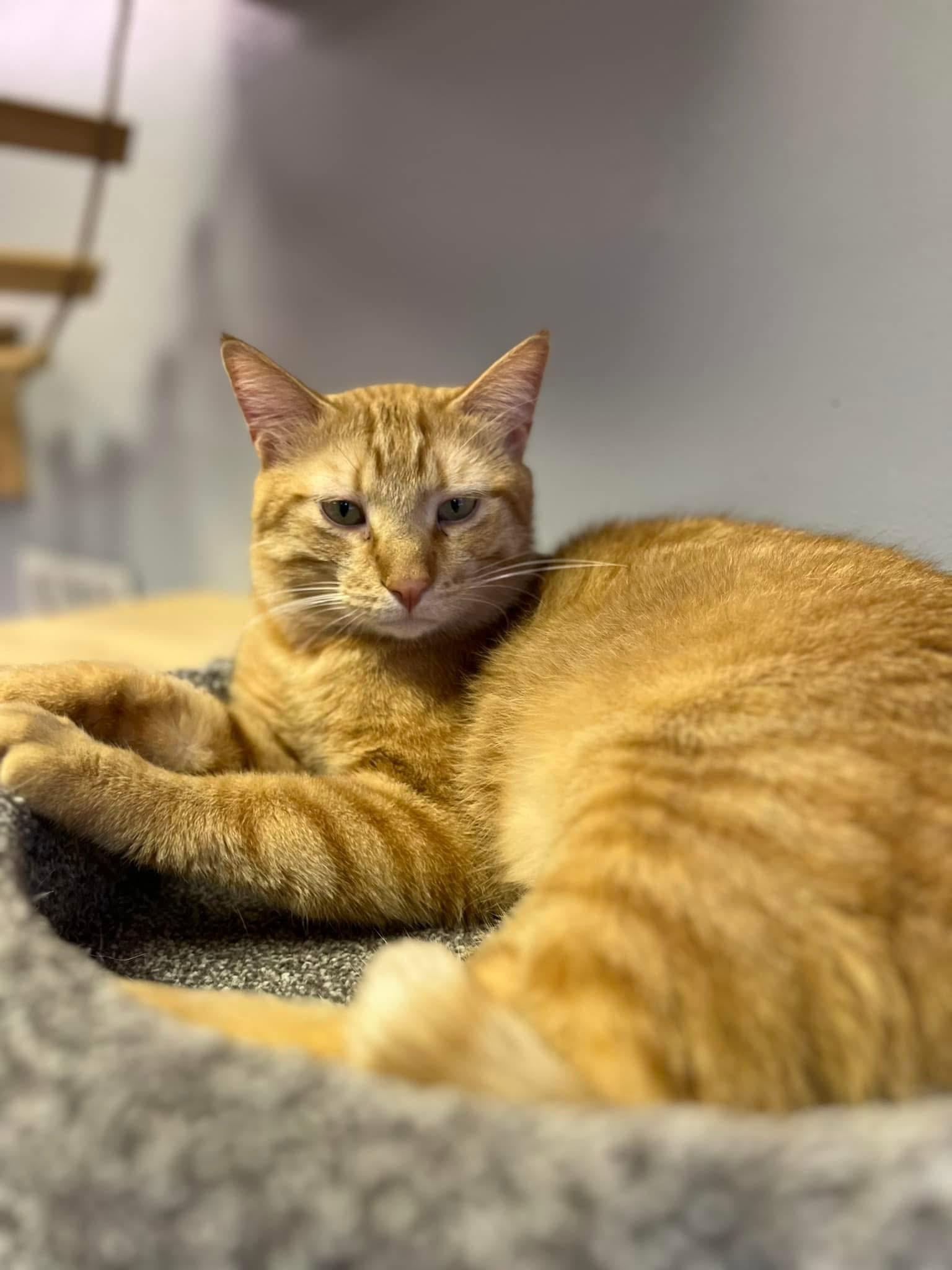 Cat for adoption - Garfield, a Domestic Short Hair in Momence, IL ...
