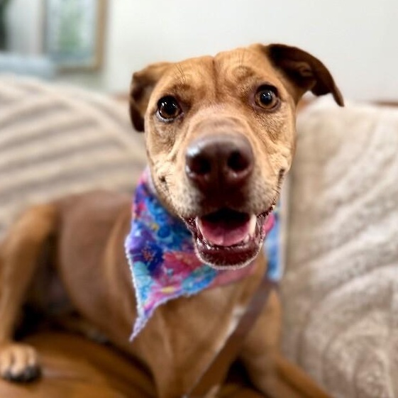 Dog for adoption - Harmony, a Labrador Retriever & Pit Bull Terrier Mix ...