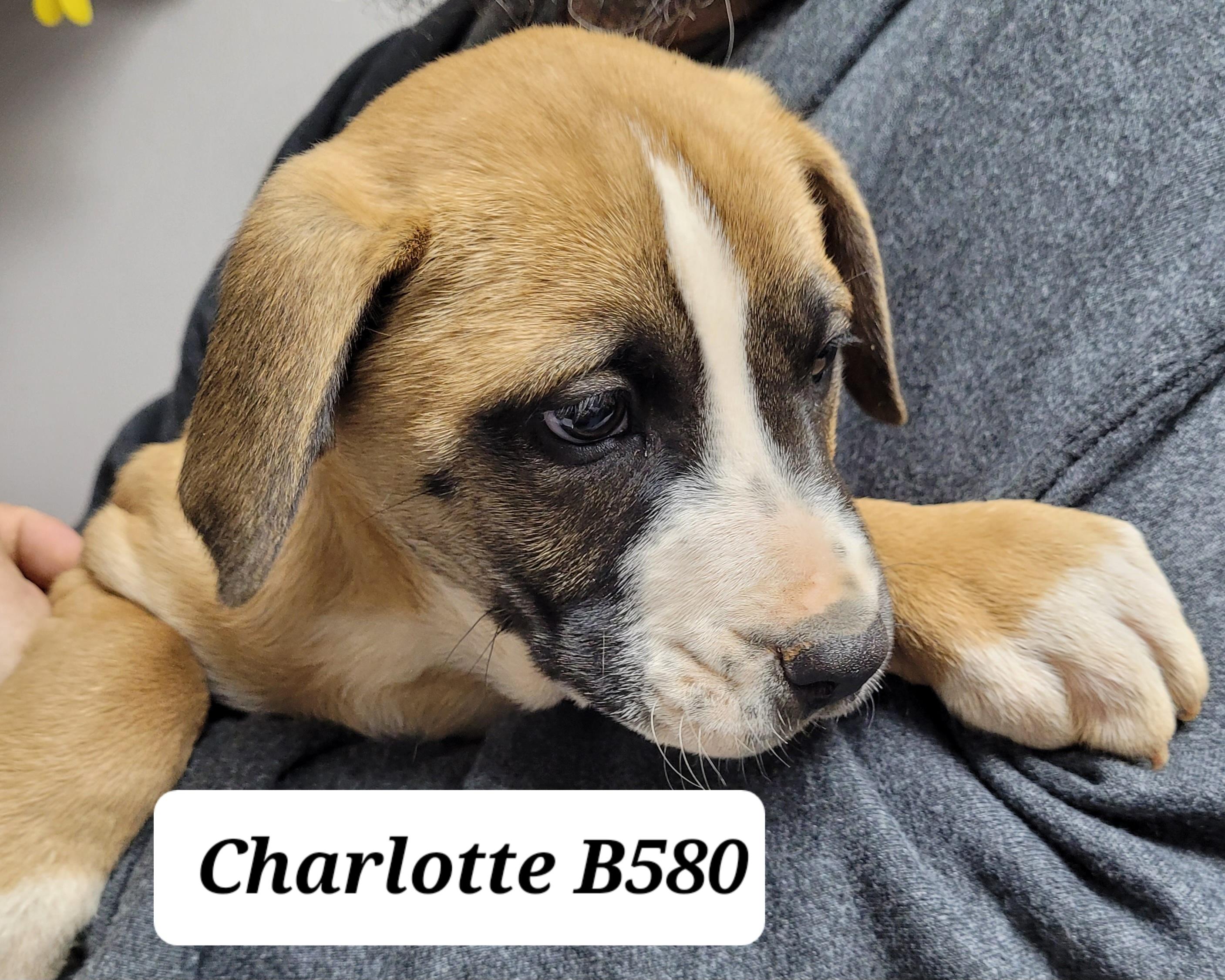 Dog for adoption - Charlotte, a Boxer & Mastiff Mix in Morganton, NC ...