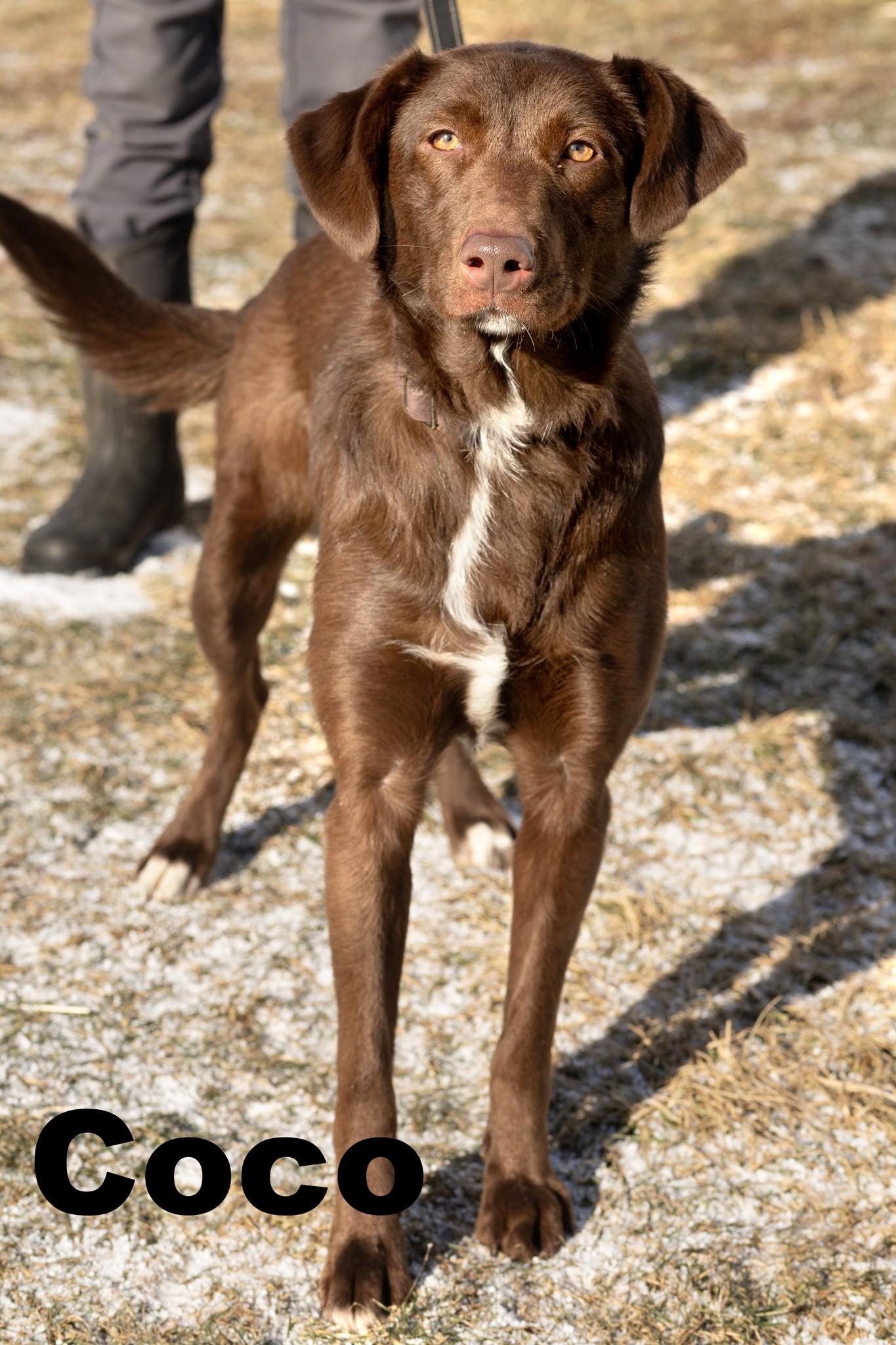 Dog for adoption - Cocoa, a Chocolate Labrador Retriever Mix in Macomb ...