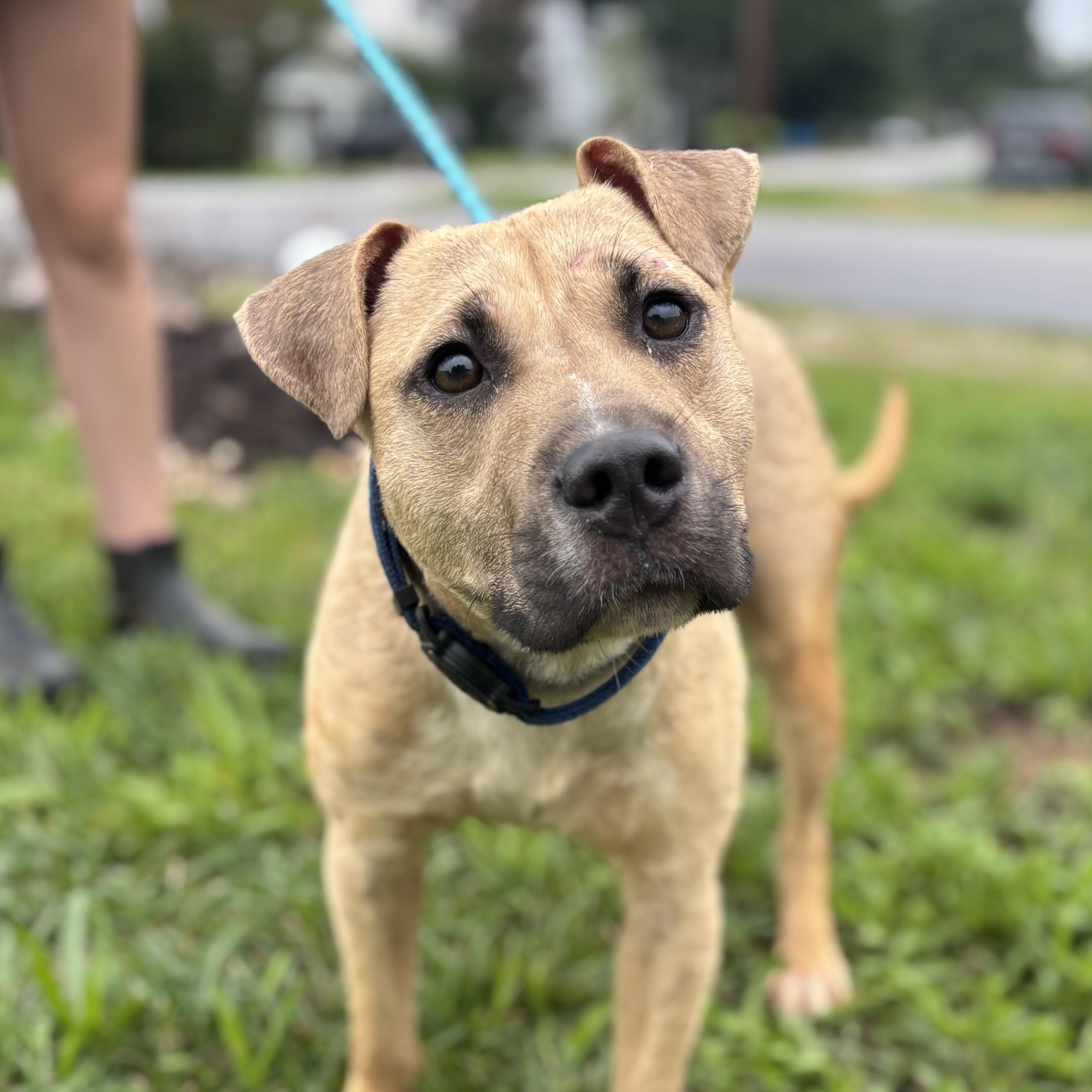 Dog for adoption - T-Rex, a Labrador Retriever Mix in Milford, CT ...