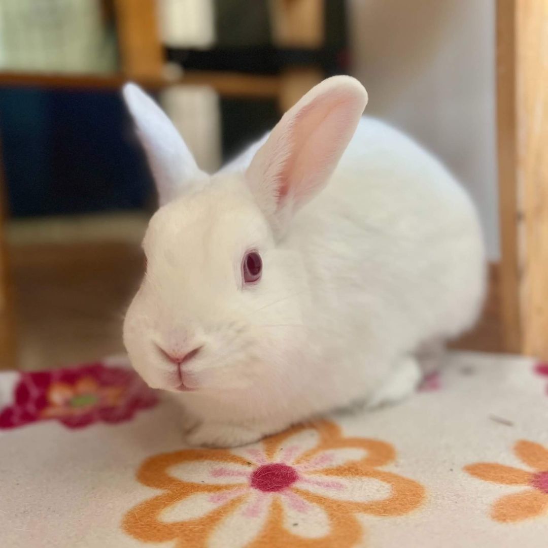 Rabbit for adoption - Sour Cream, a Dwarf & Lionhead Mix in Winnipeg ...