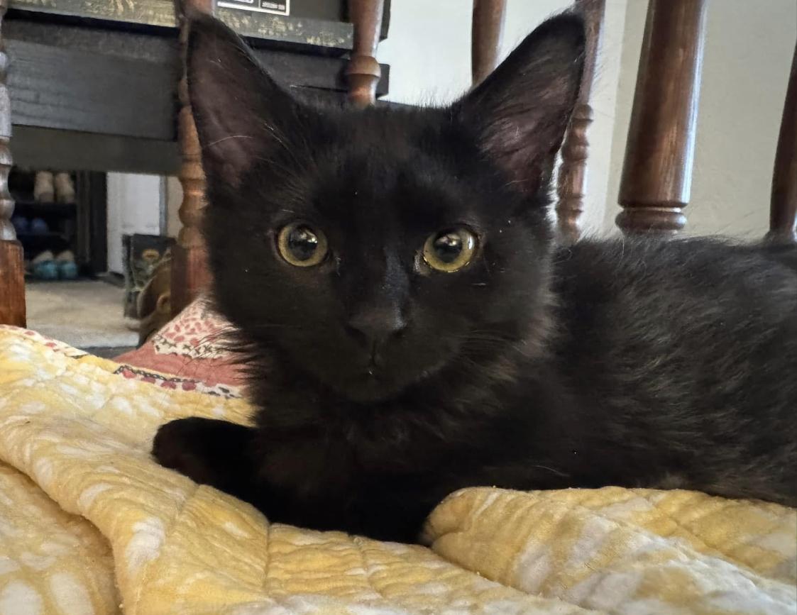 Cat for adoption - Mr.Binx & Ms. Marvel, a Domestic Long Hair in ...