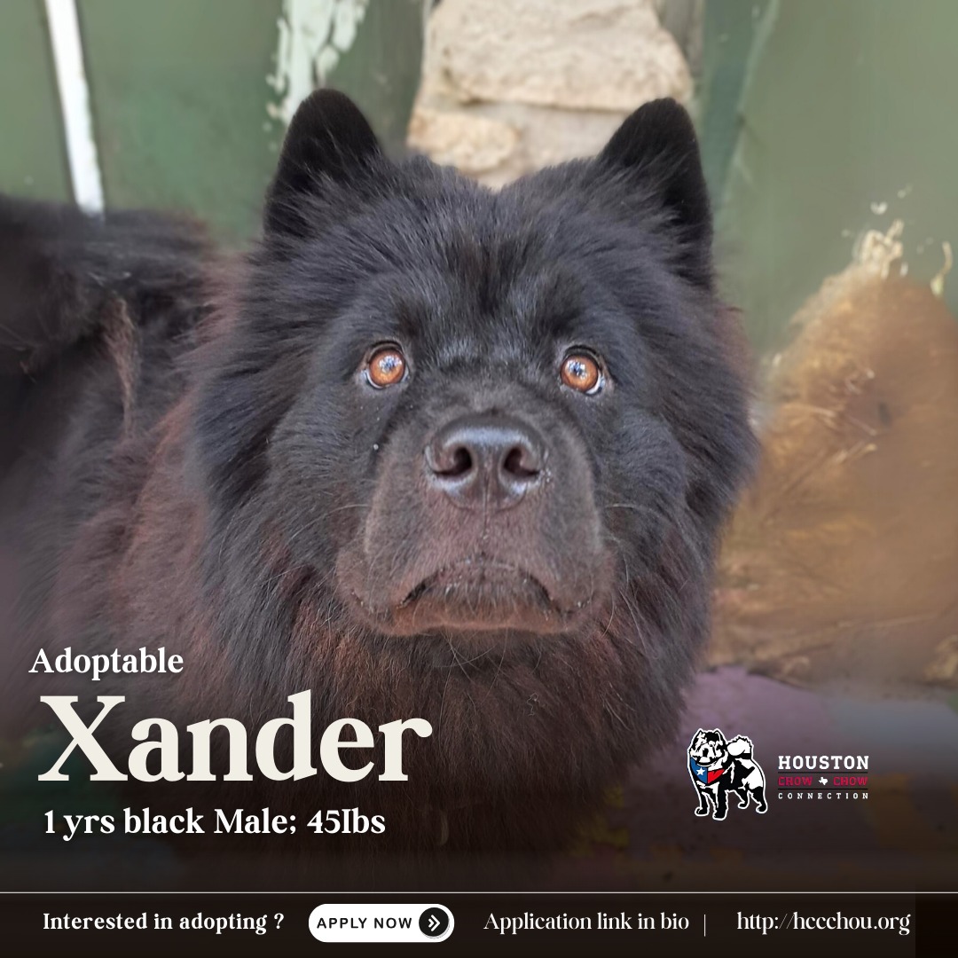 Dog for adoption - Xander, a Chow Chow in Orlando, FL | Petfinder