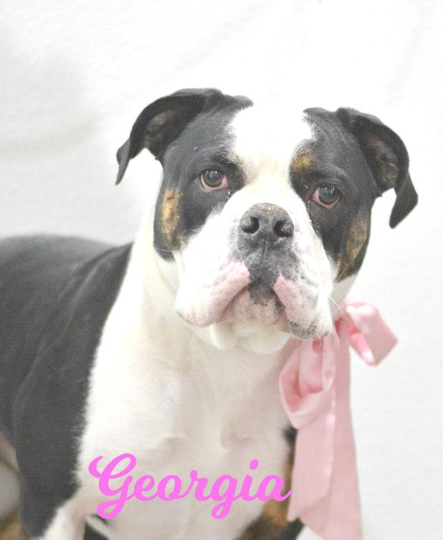 Dog for adoption - Georgia, an English Bulldog in Lake Havasu City, AZ ...