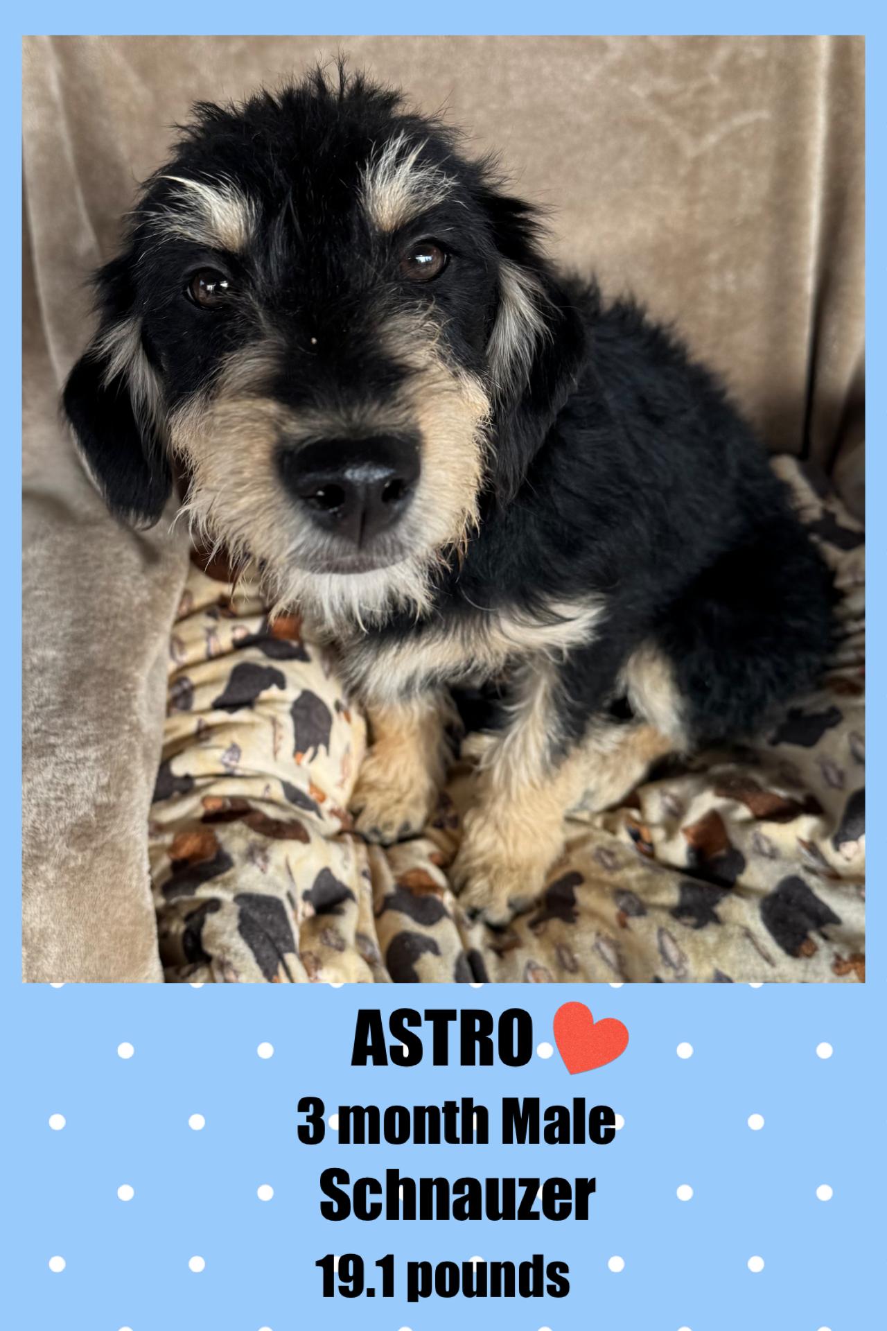 Dog for adoption - ASTRO – 5 MONTH SCHNAUZER MIX @ PETCO, 5011 E. RAY ROAD, PHX 85044 ON ...