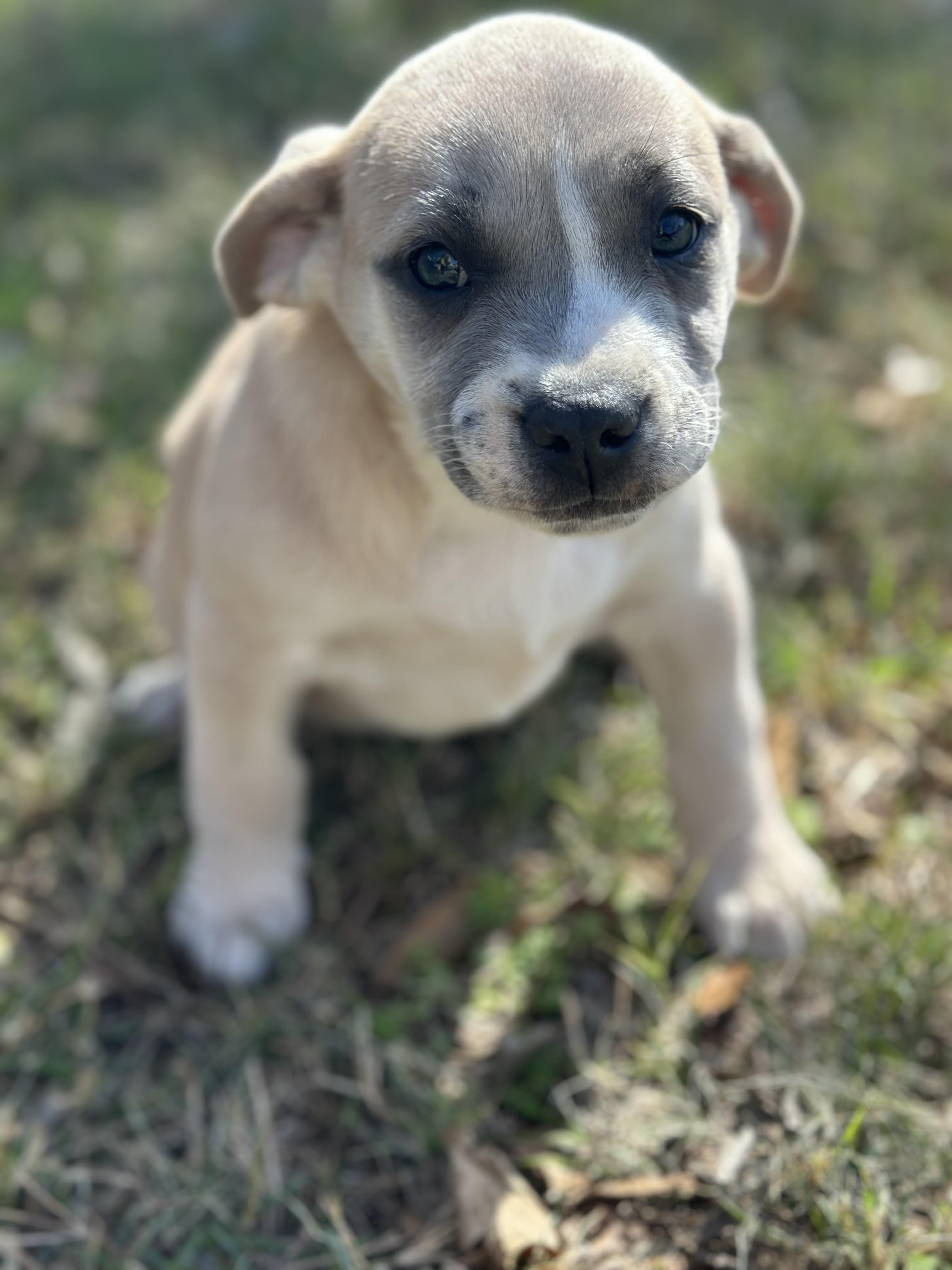 Dog for adoption - Riley, a Labrador Retriever Mix in Brattleboro, VT | Petfinder
