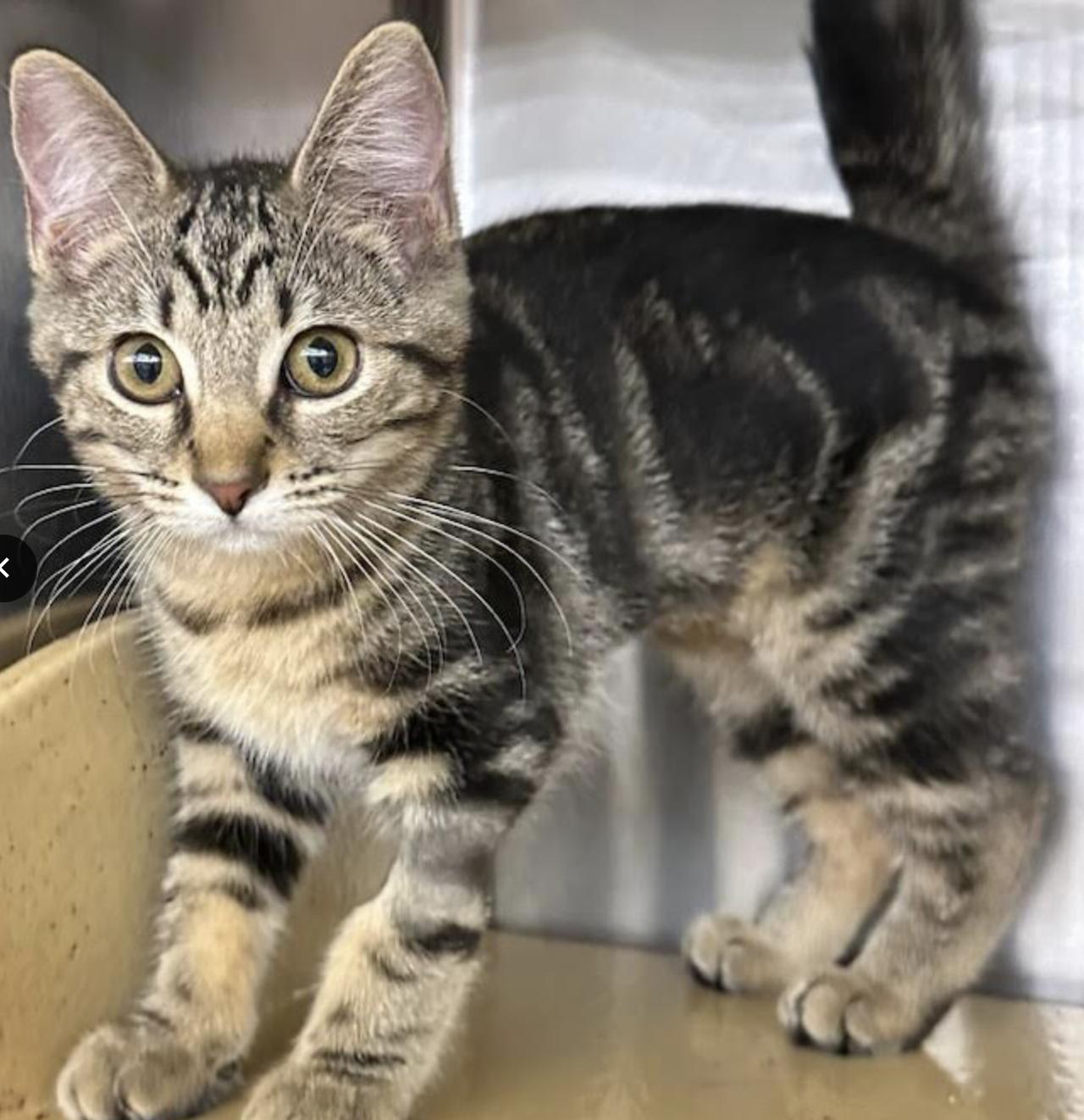 Hart Animal Rescue - Available Animals