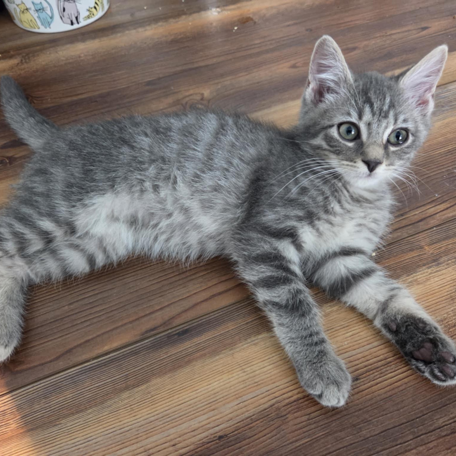 Cat for adoption - CINDER, a Domestic Short Hair in Loveland, CO ...