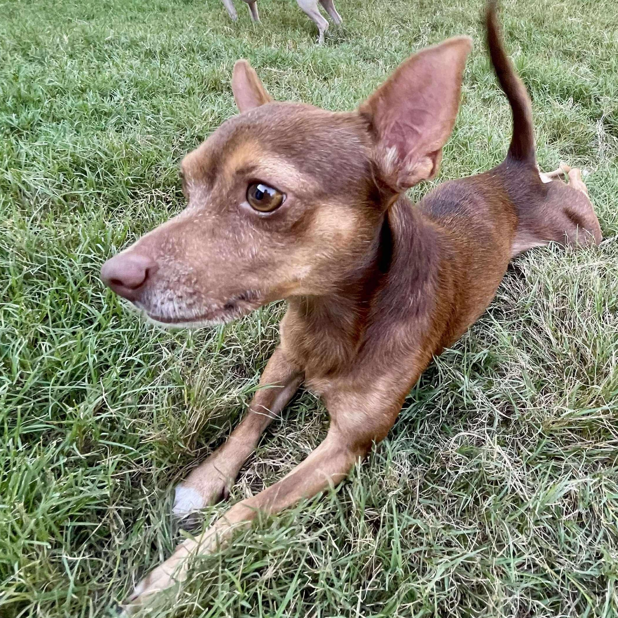 Dog for adoption - Gilbert, a Chihuahua Mix in Shady Spring, WV | Petfinder