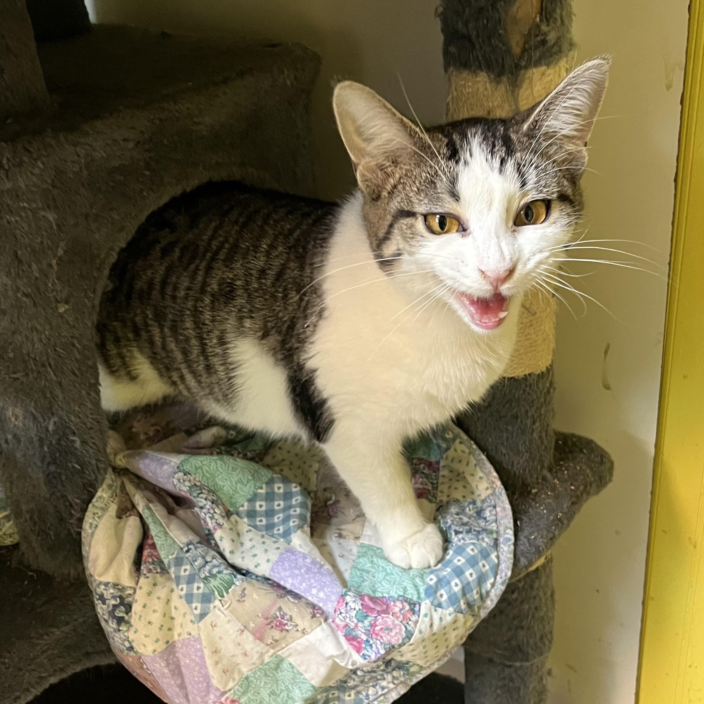 Cat for adoption - Maria, a Domestic Short Hair in DeWitt, NY | Petfinder