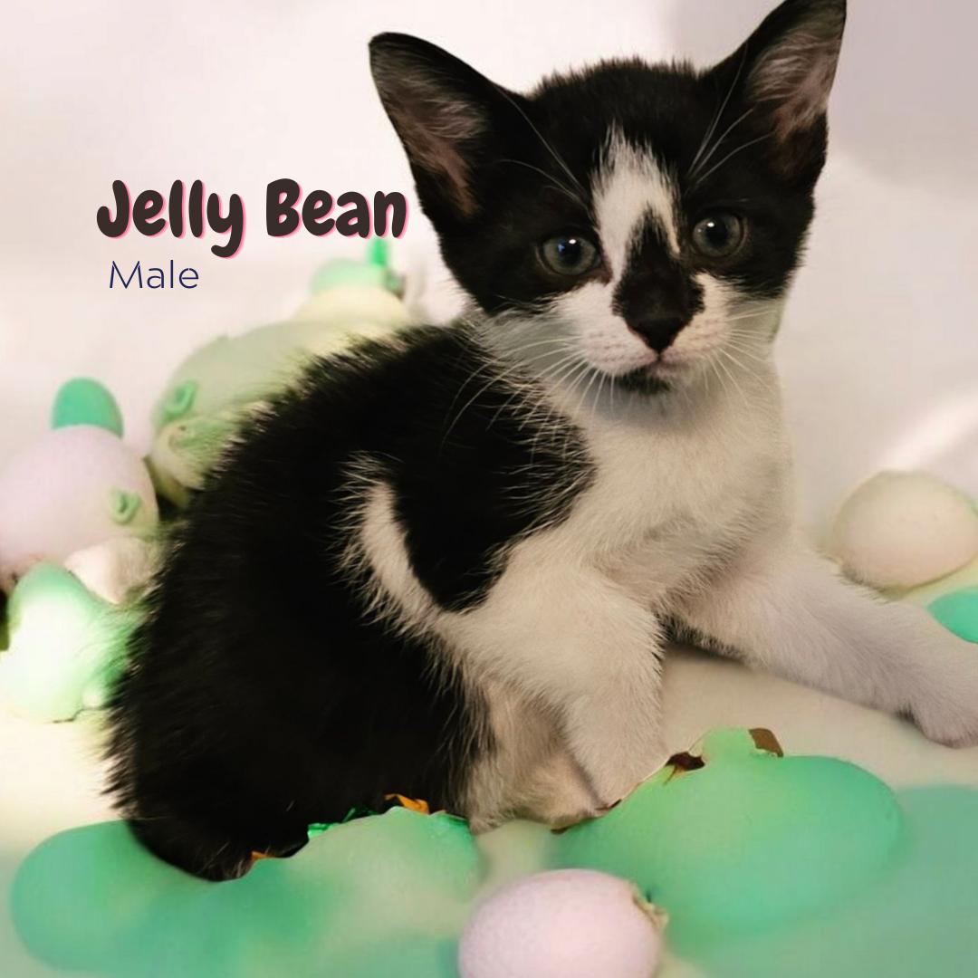 Cat for adoption - Jelly Bean (Please adopt me with a sibling), a ...