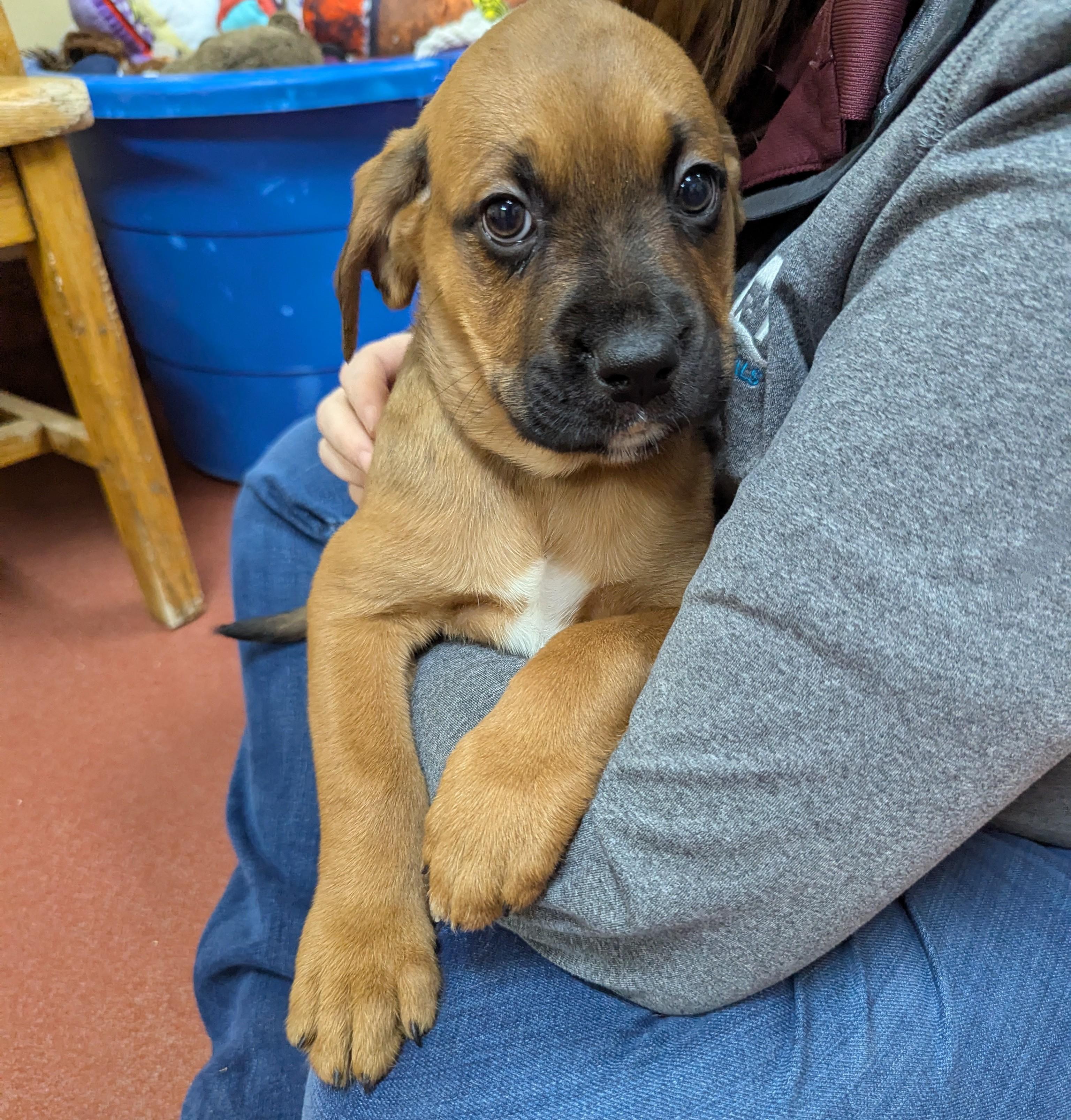 Dog for adoption - Shelia, a Boxer & Redbone Coonhound Mix in Accident ...