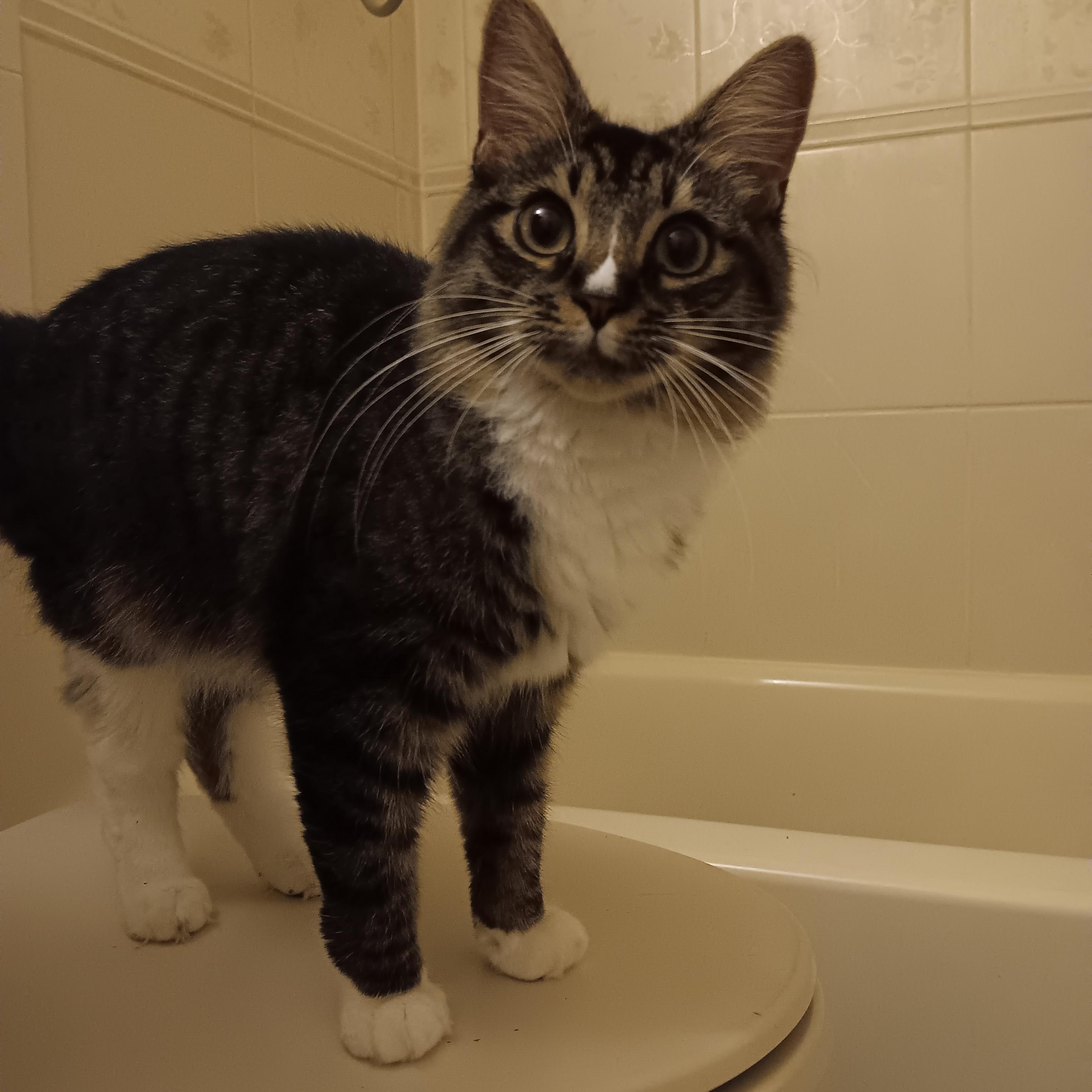 Cat for adoption - Champ, a Domestic Short Hair in Boston, MA | Petfinder