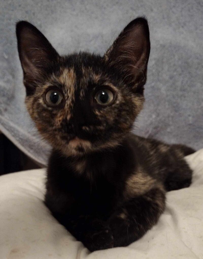 Cat for adoption - Jamie Lee, a Domestic Short Hair in Provo, UT ...