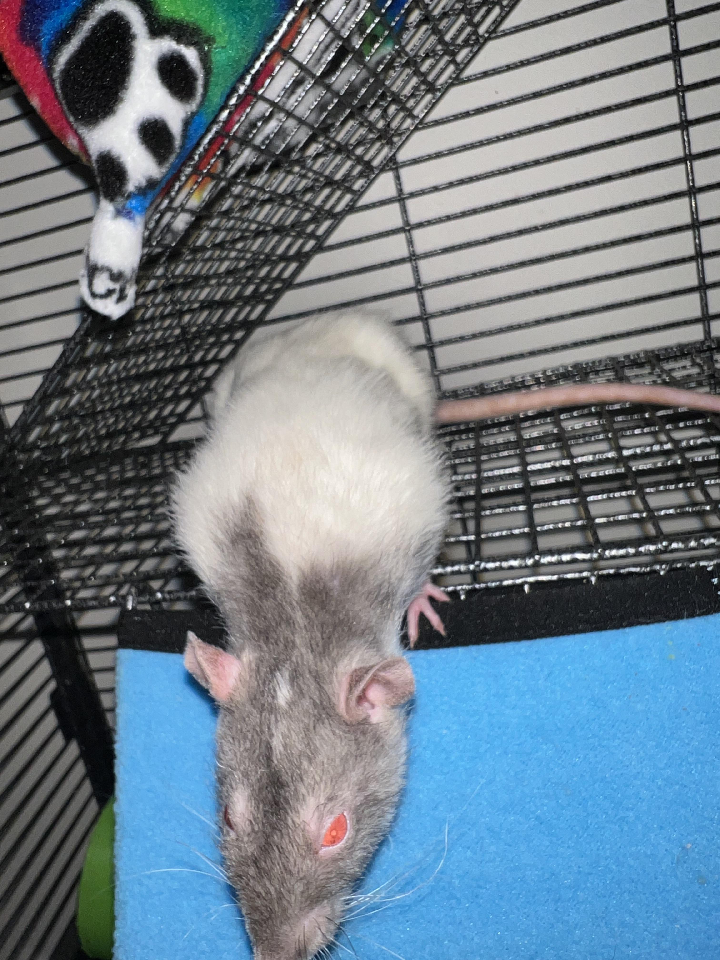 Rat for adoption - MAMA JOANNA/DOMINO/GNOCCHI, a Rat in Philadelphia ...