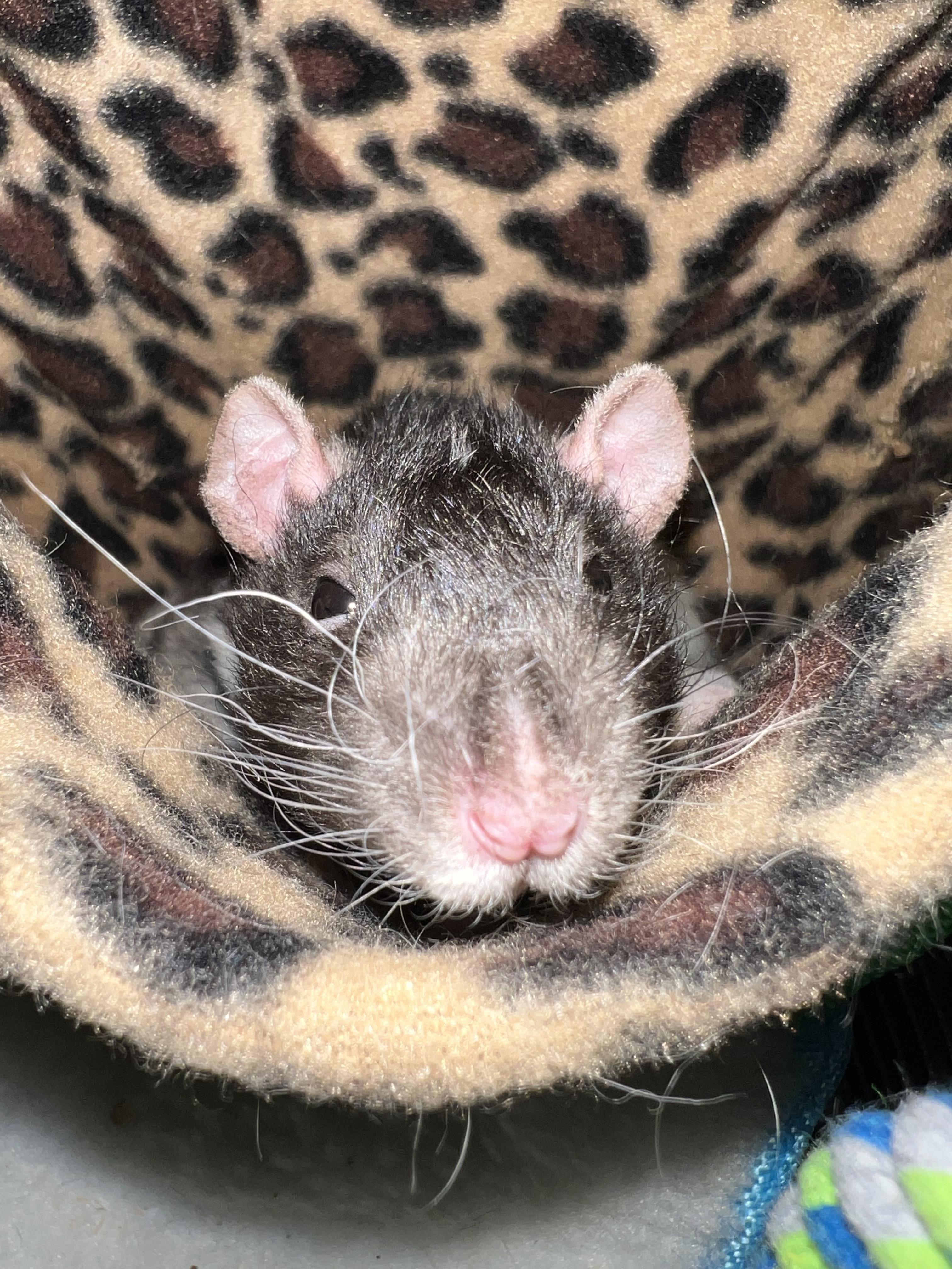 Rat for adoption - MAMA JOANNA/DOMINO/GNOCCHI, a Rat in Philadelphia ...