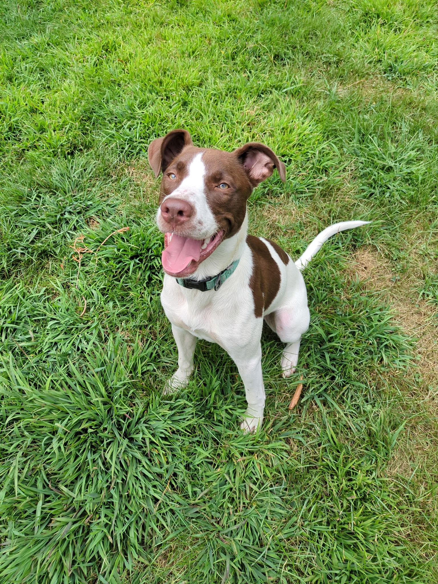 Dog for adoption - Finny, a German Shorthaired Pointer Mix in Norwalk ...