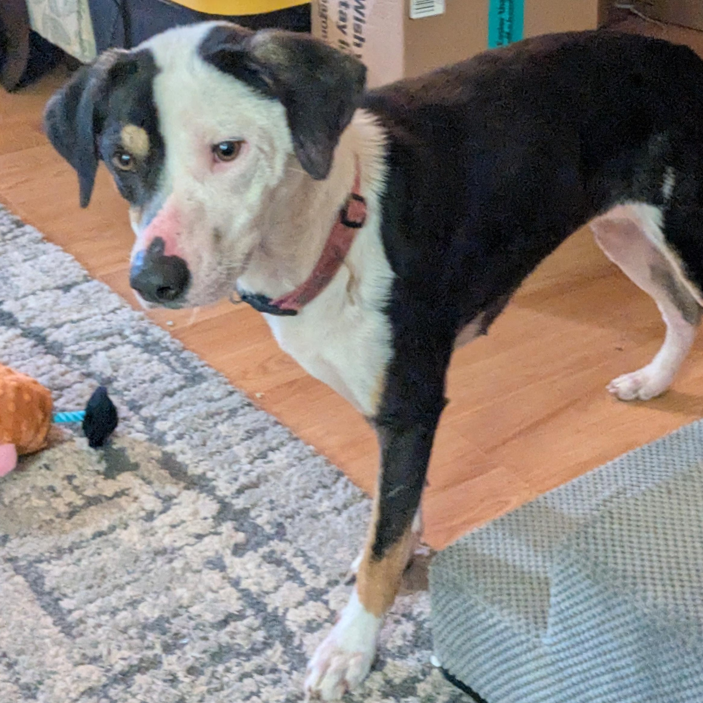 Dog for adoption - Roxy Belle, a Beagle & Border Collie Mix in Medfield ...