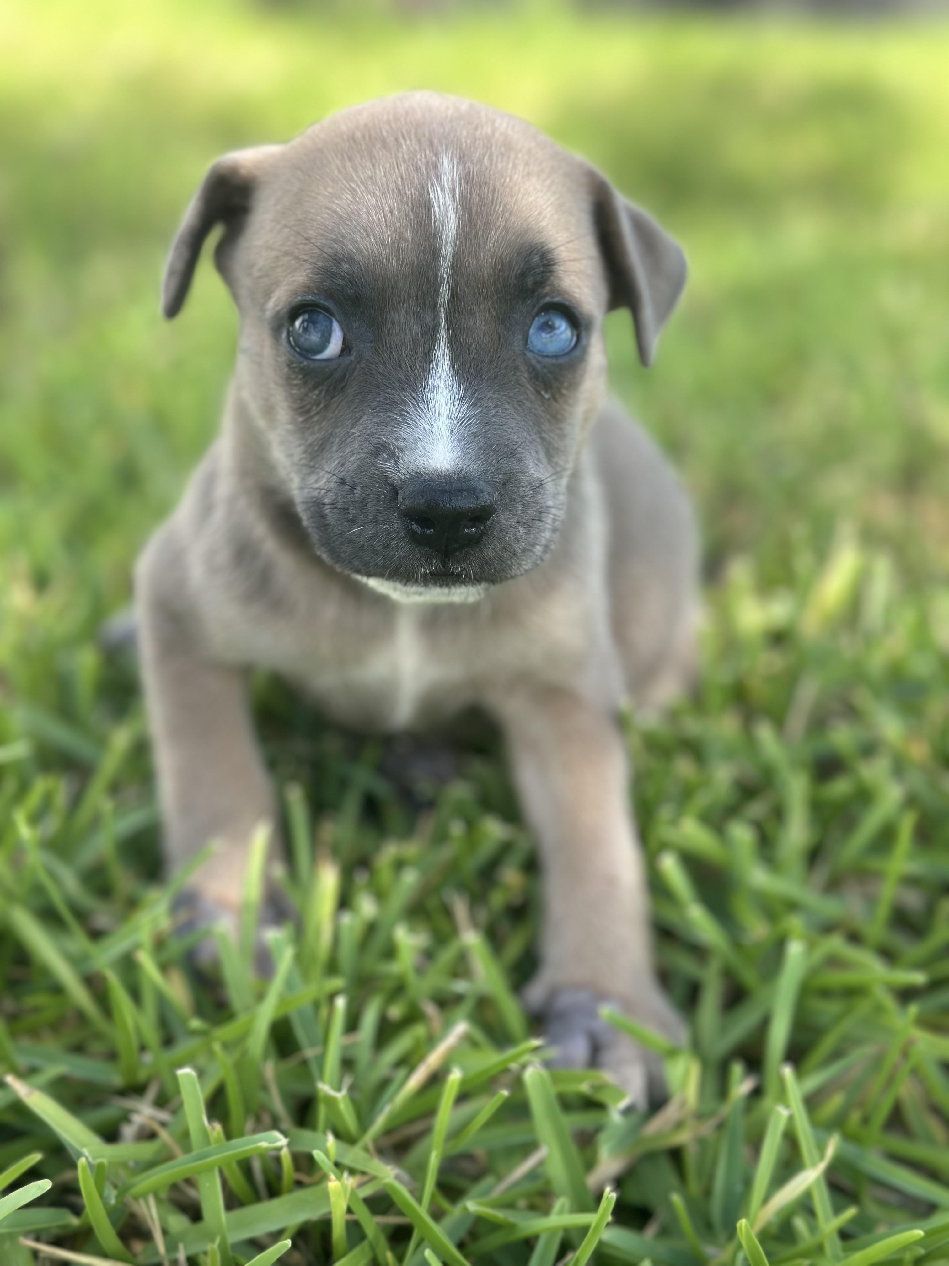 Dog for adoption - Amelia, a Labrador Retriever Mix in Bensalem, PA | Petfinder