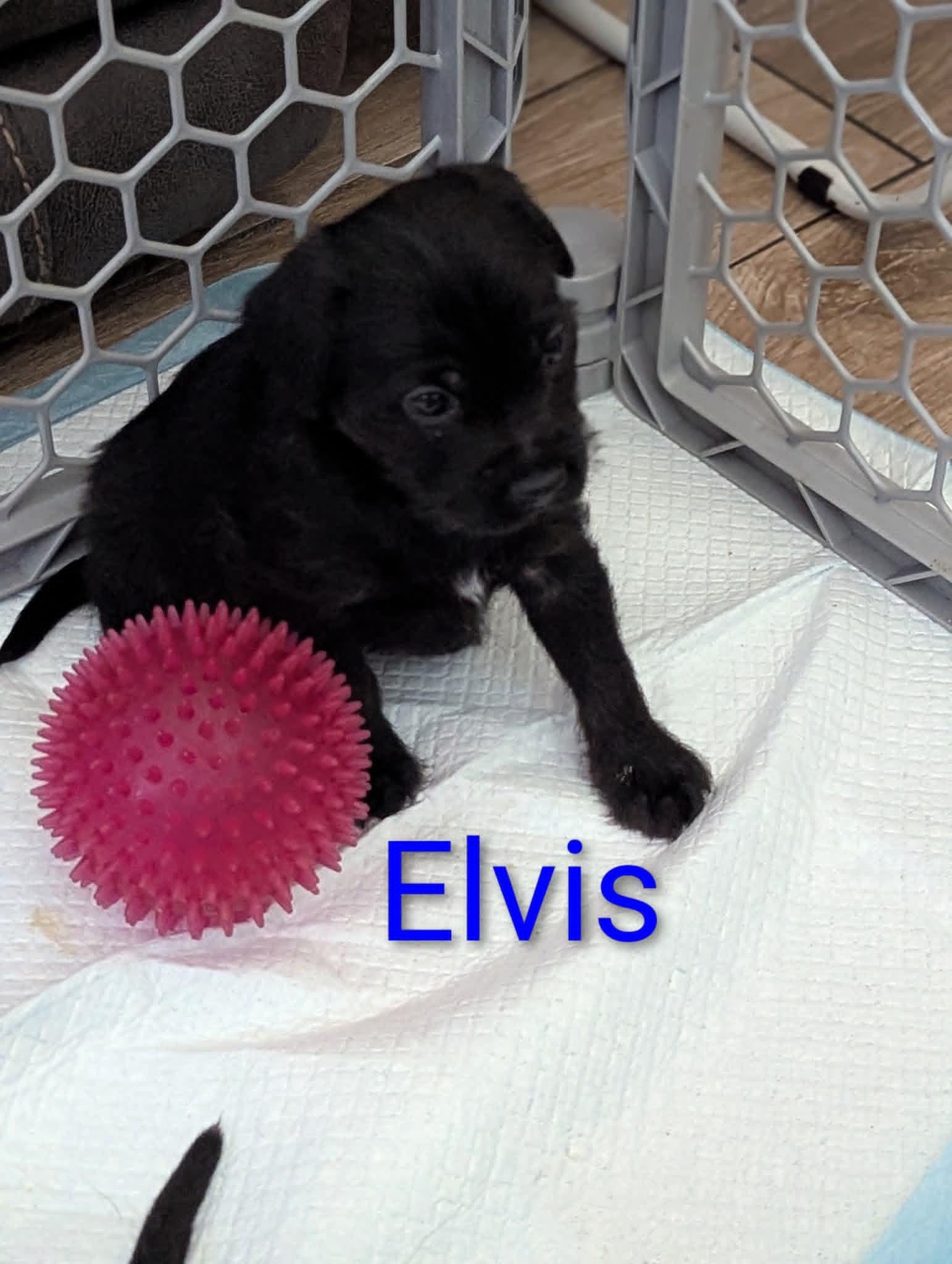 Dog for adoption - Elvis, a Terrier Mix in Wilmington, NC | Petfinder