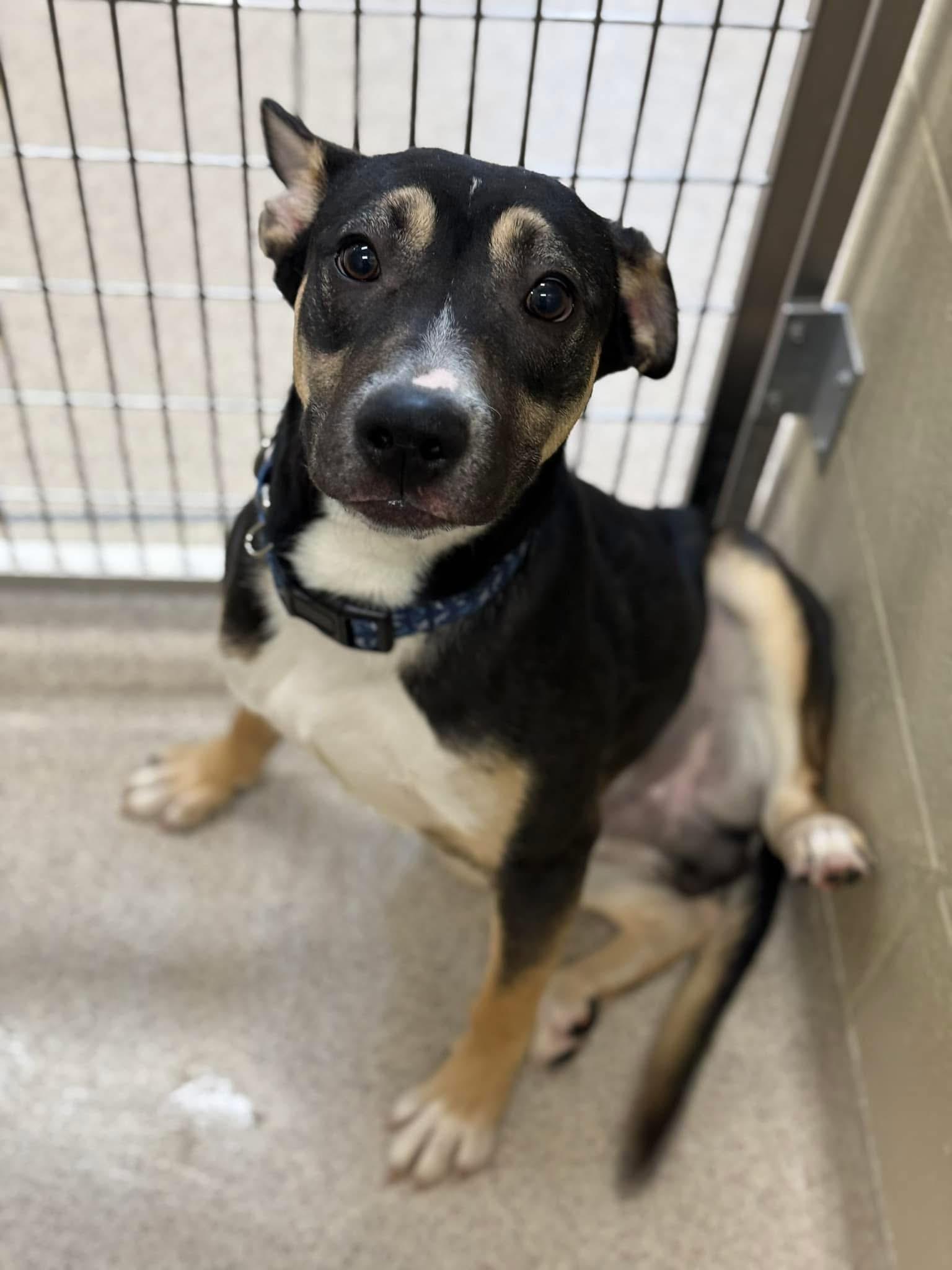 Dog for adoption - Archer, a Shepherd Mix in Youngstown, OH | Petfinder