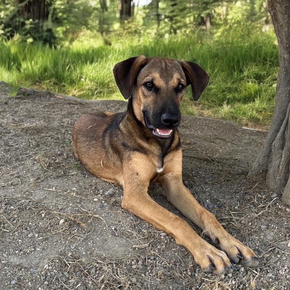 Dog for adoption - Dua Lipa, a Mixed Breed in Abbotsford, BC | Petfinder