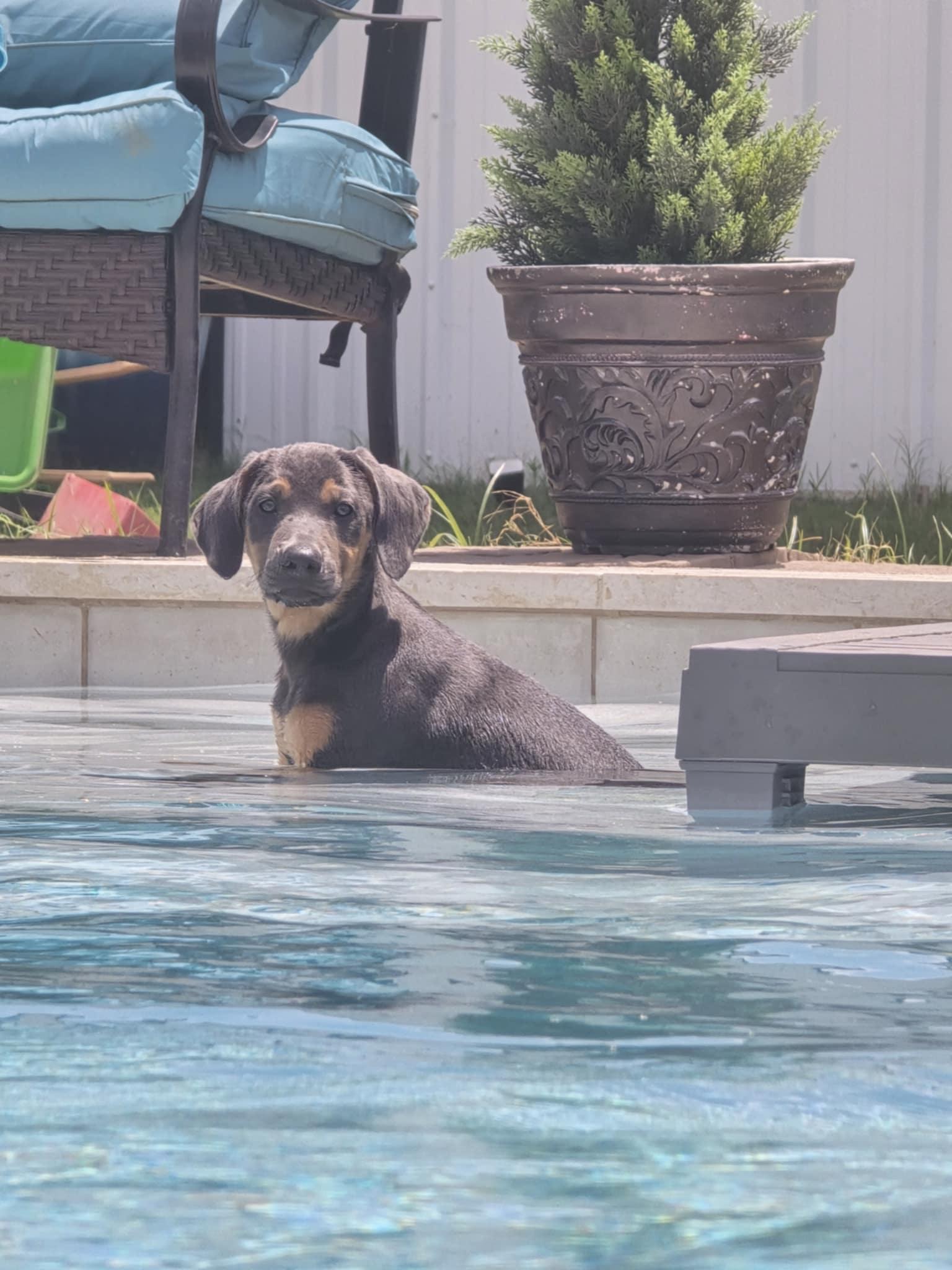 Dog for adoption - Joy, a Mixed Breed in Wantagh, NY | Petfinder