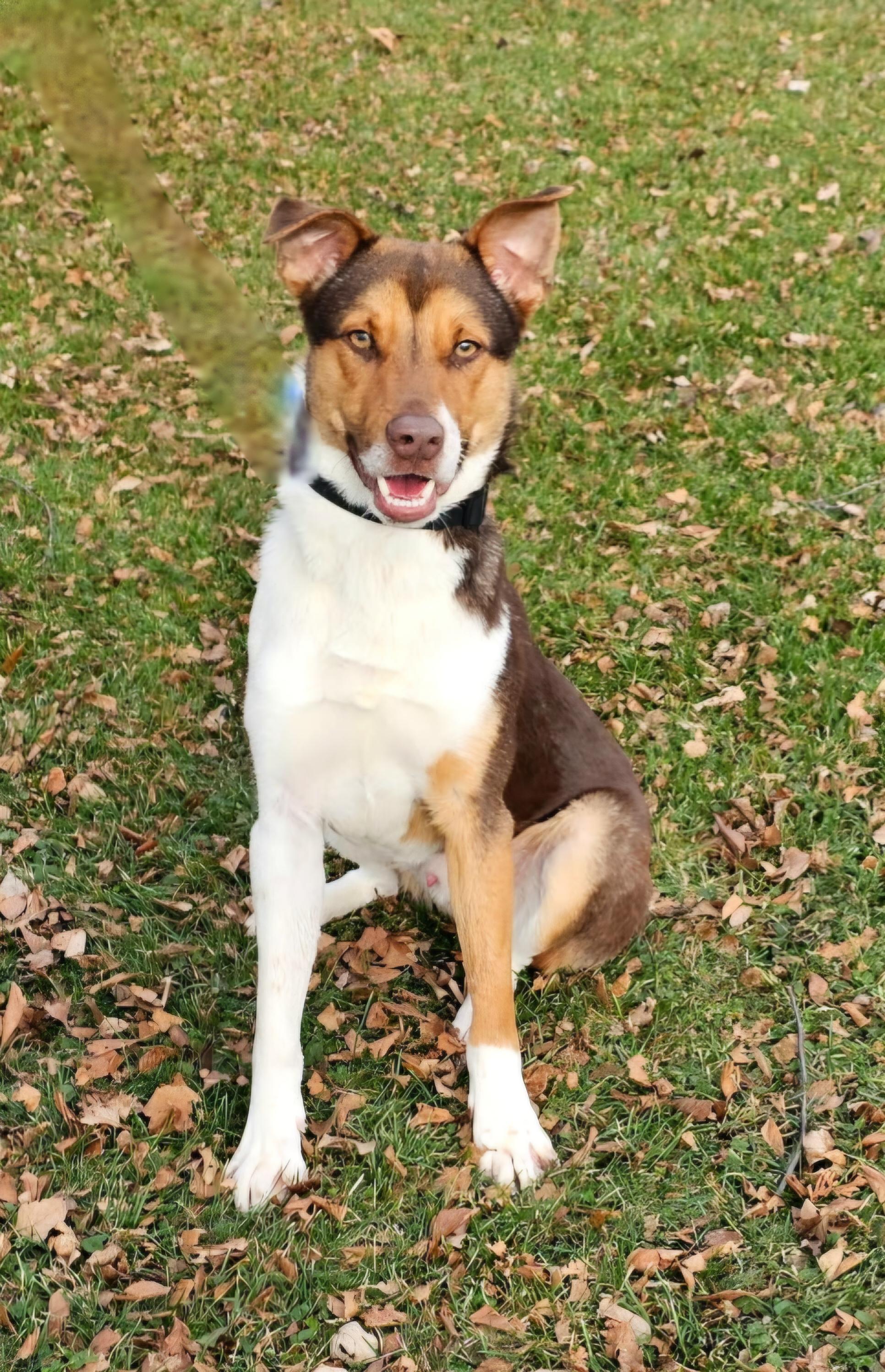 Ruger - Adoptable Pet | Petfinder | Petfinder