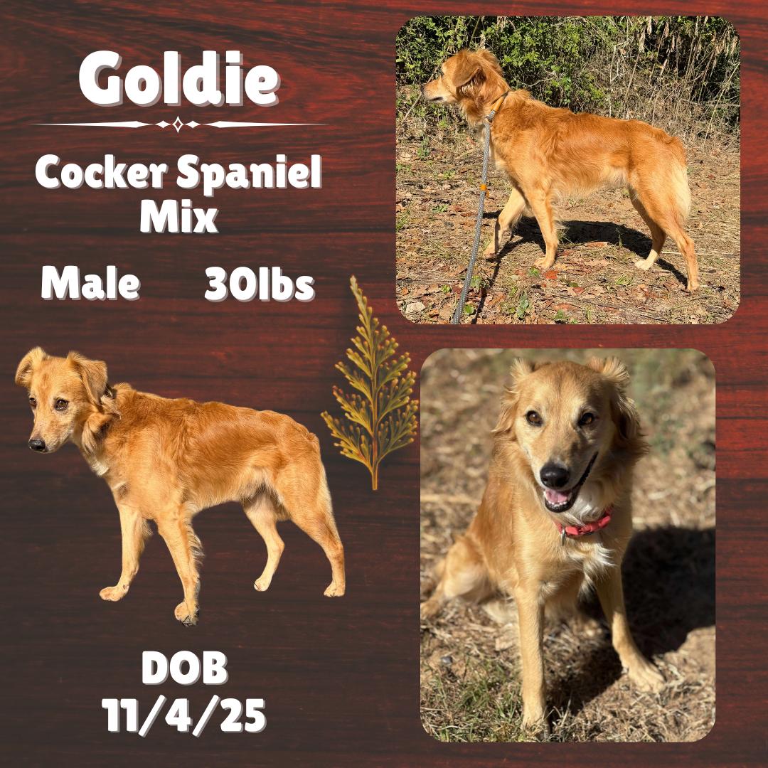 Dog for adoption - Goldie, a Cocker Spaniel Mix in Nashville, TN ...