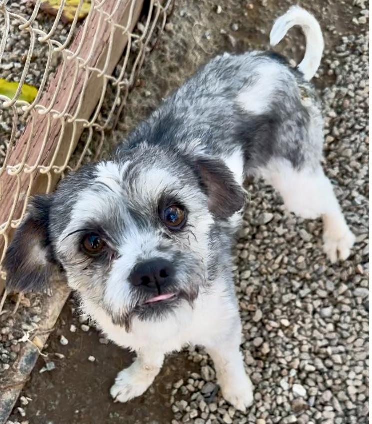 Dog for adoption - Lil Bean (Hypoallergenic), a Shih Tzu & Shih poo Mix ...