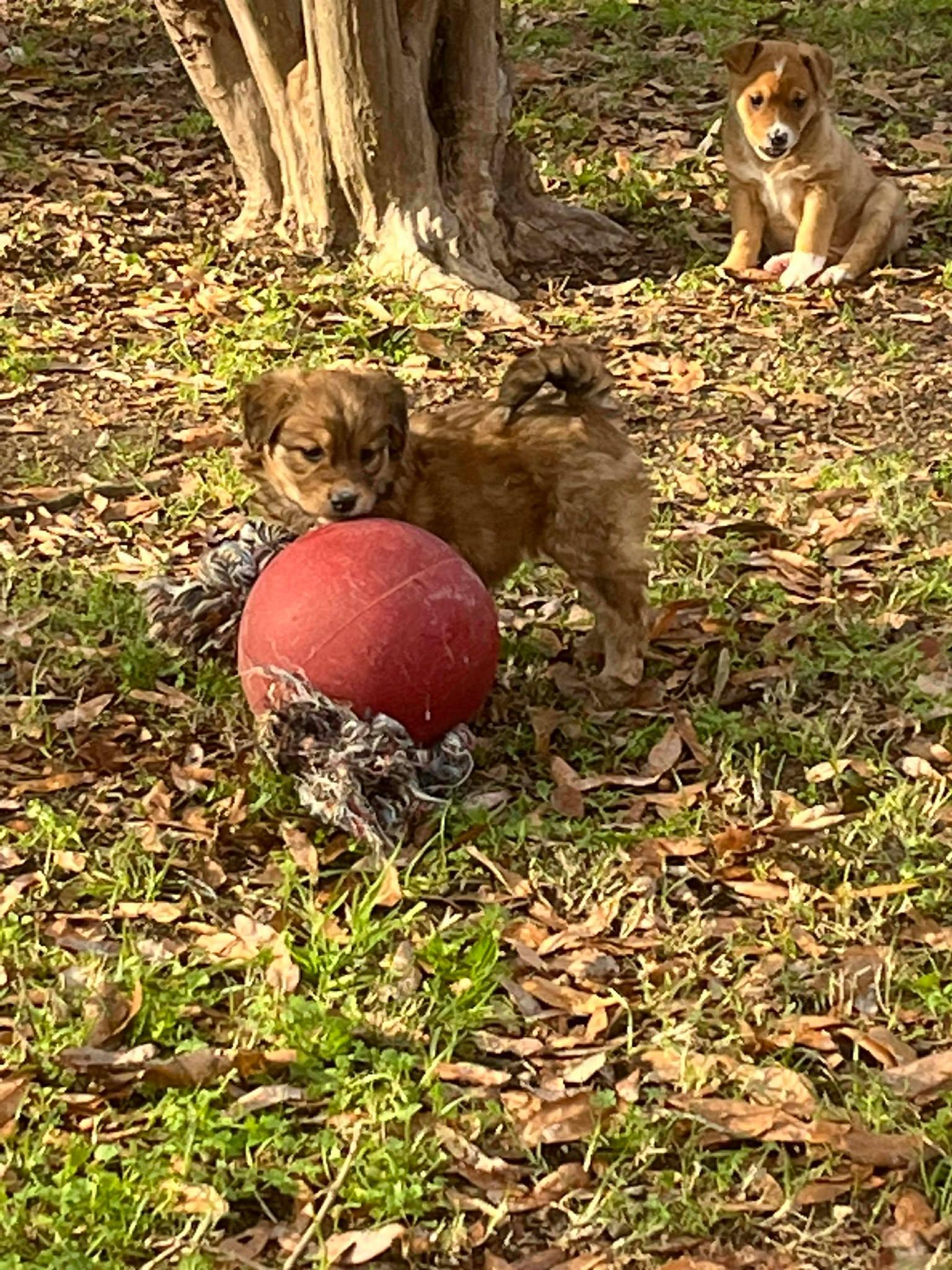 Regina - Adoptable Pet | Petfinder | Petfinder