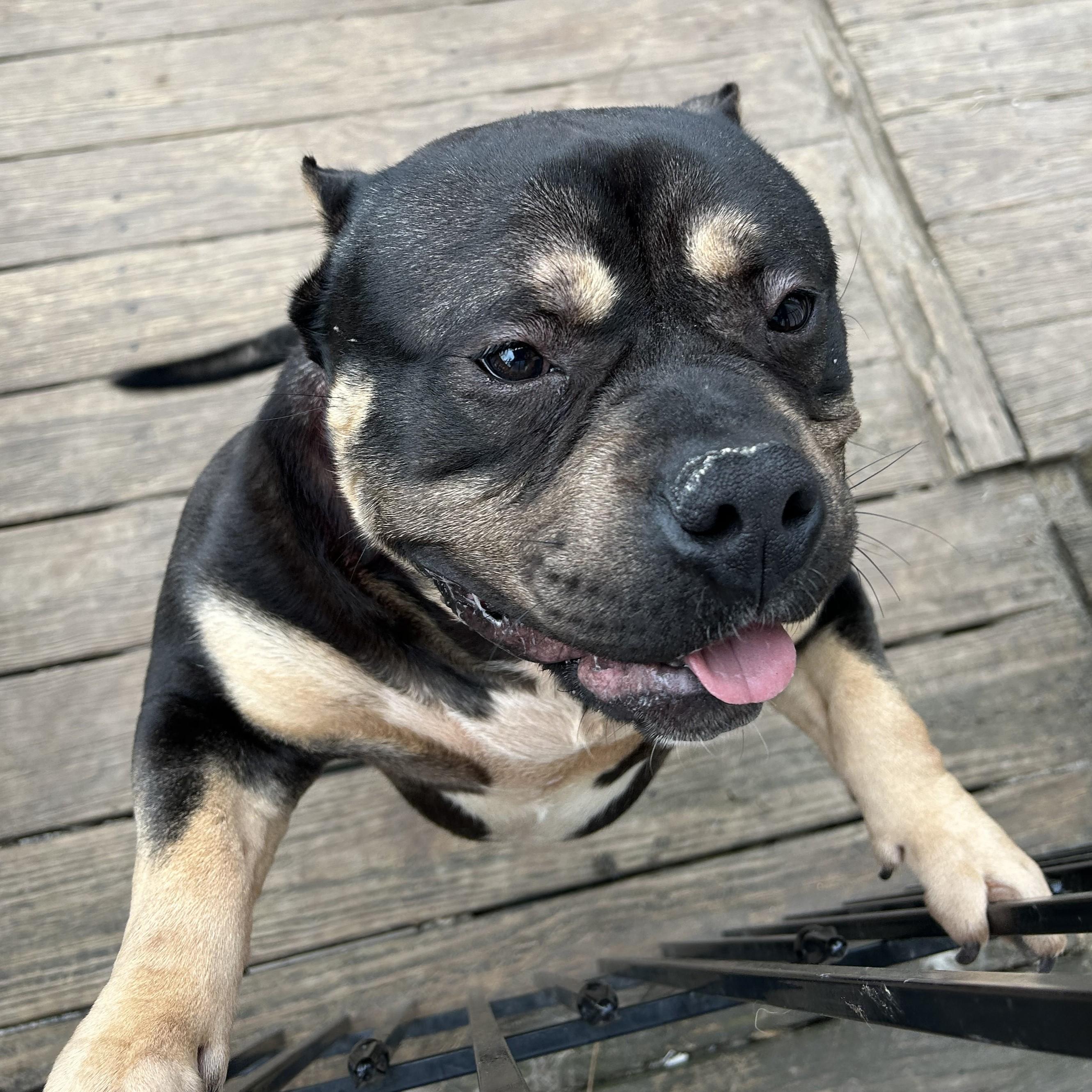 Dog for adoption - Yung Gravy, an American Bully Mix in Jamaica Plain ...