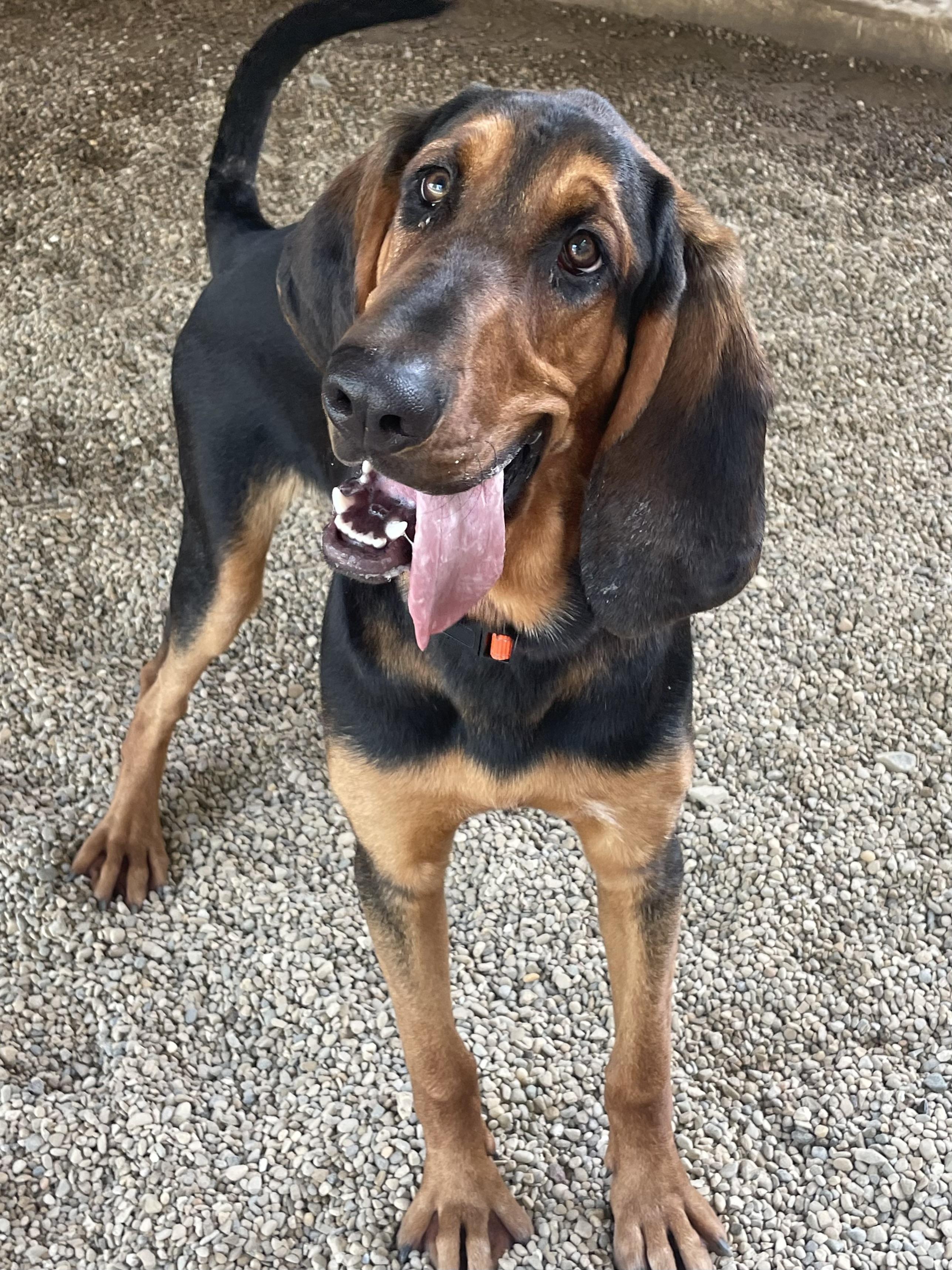 Available Dogs - The A.R.K - Animal Recycling Kennel