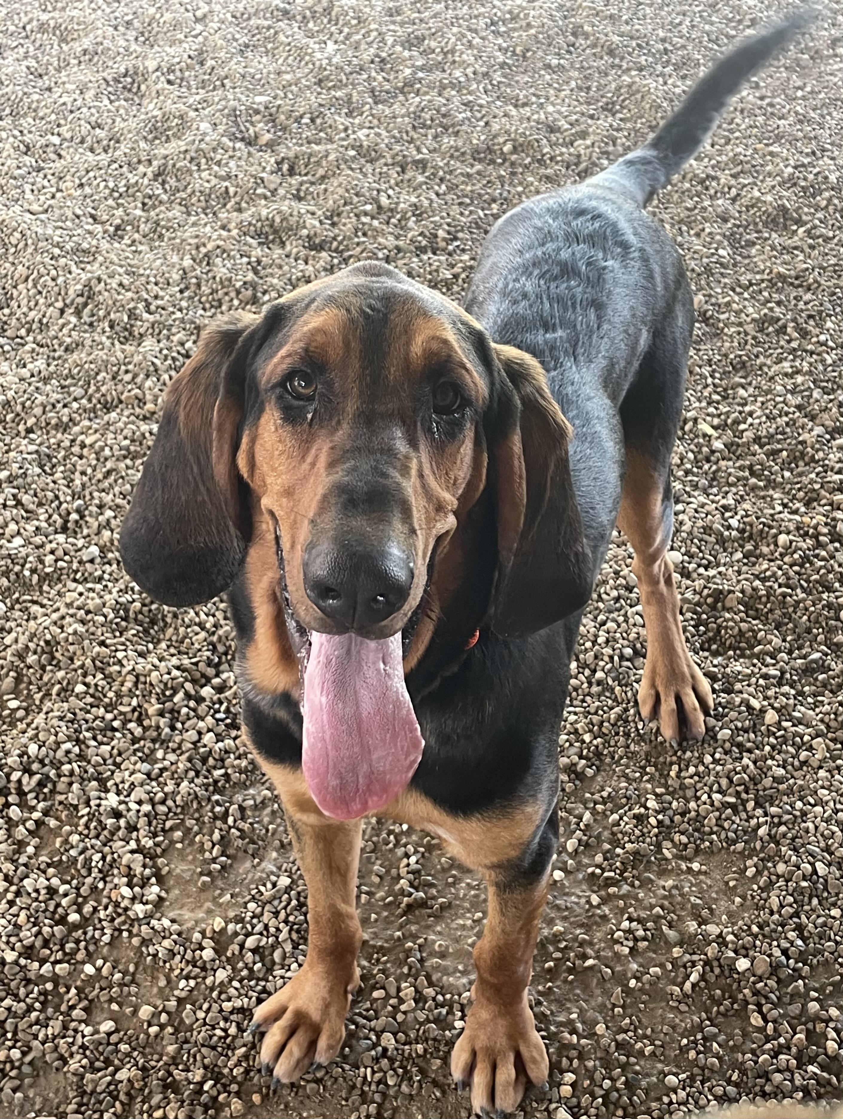 Available Dogs - The A.R.K - Animal Recycling Kennel