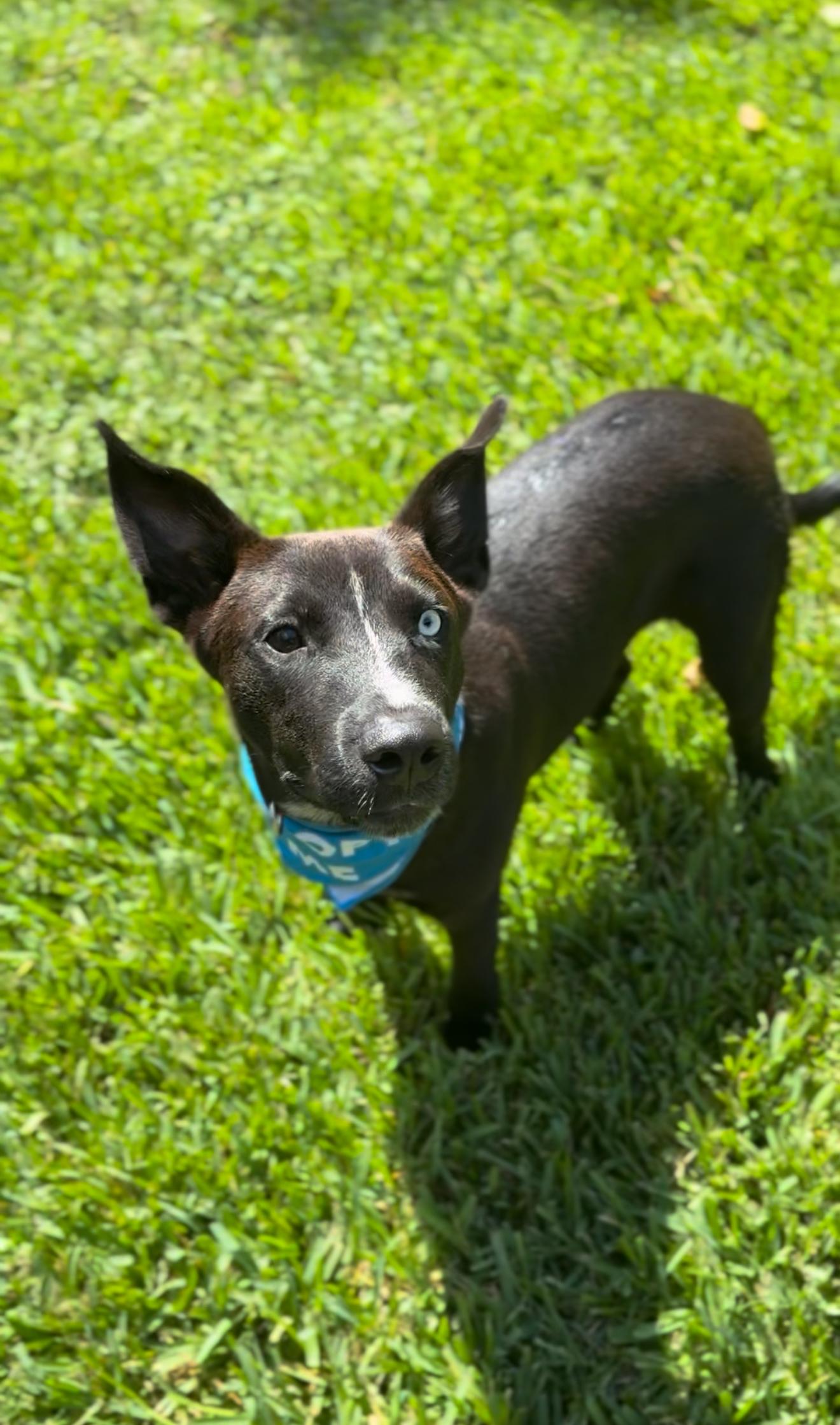 Dog for adoption - Dezi, an Australian Kelpie & Dutch Shepherd Mix in ...